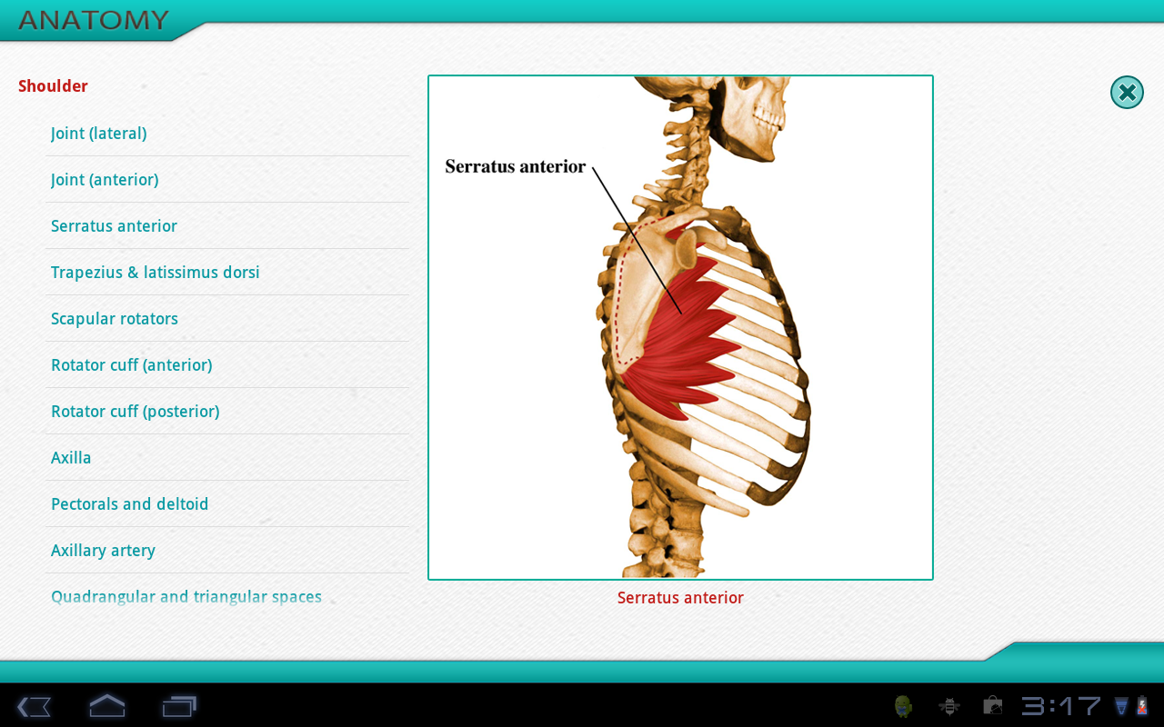 Muscles: Quick Reference: app su Amazon Appstore