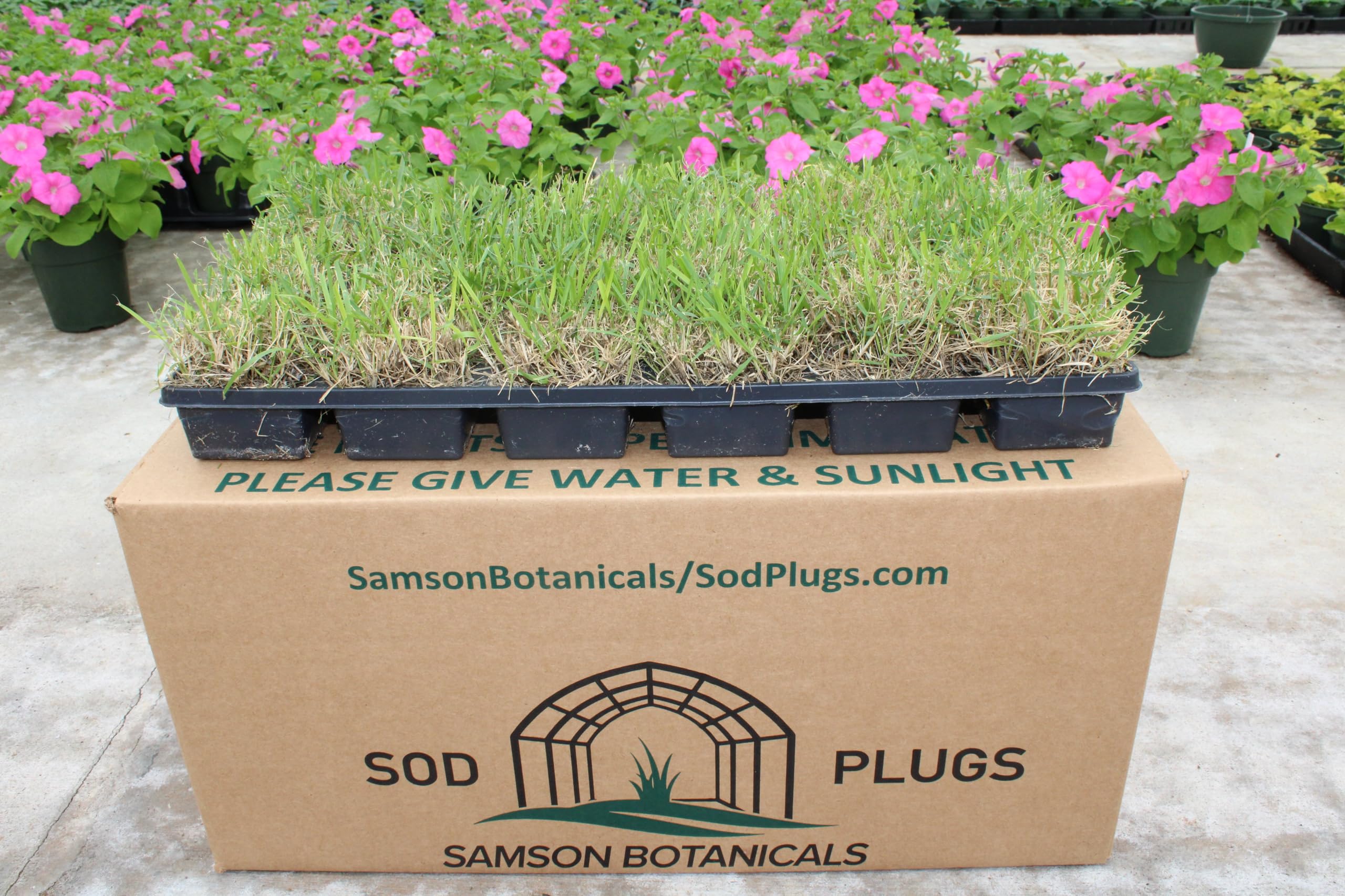 Amazon.com : Samson Botanicals El Toro Zoysia Sod Plugs for Lawn ...