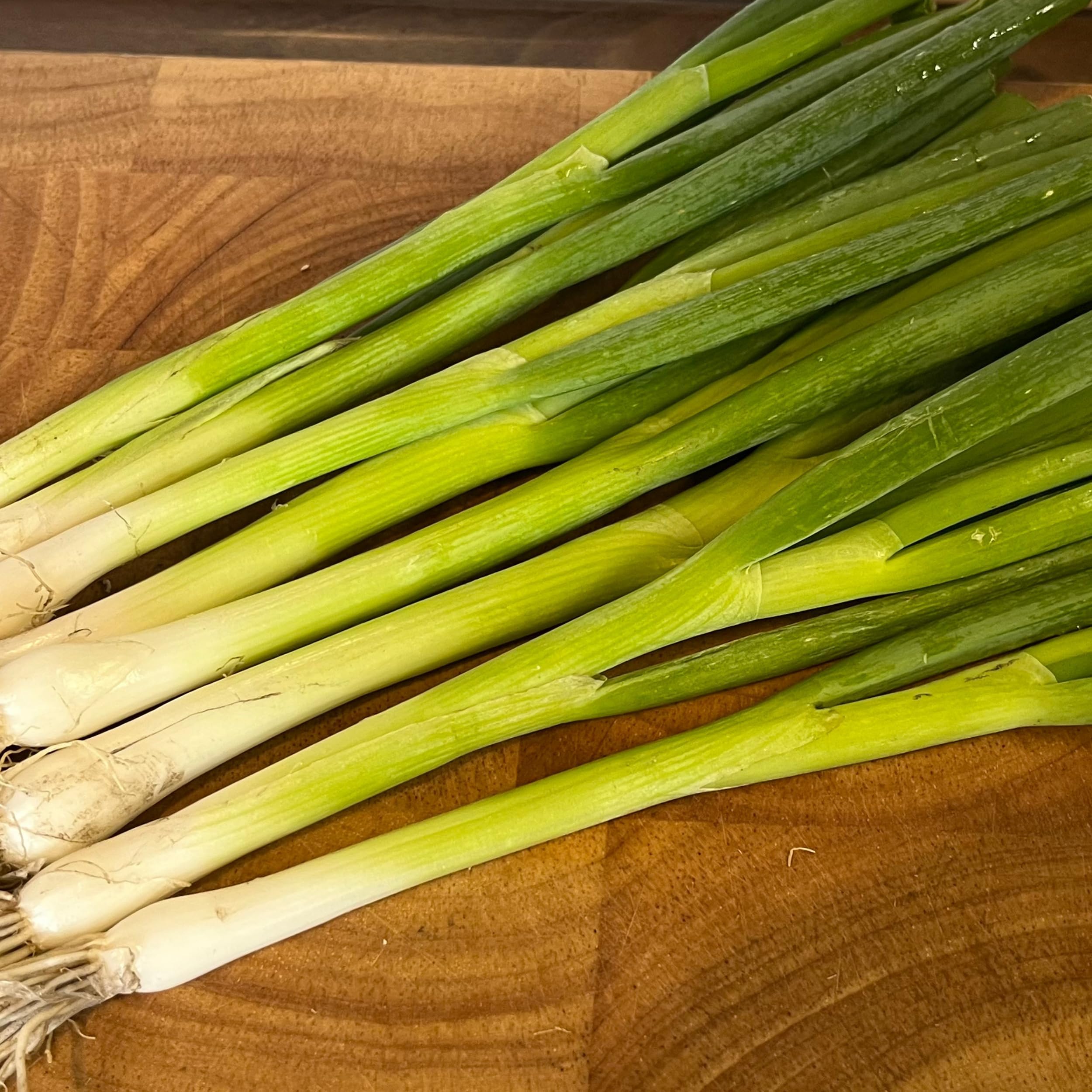 Suttons - Spring Onion Seeds - Red & White Mix : Amazon.co.uk: Garden