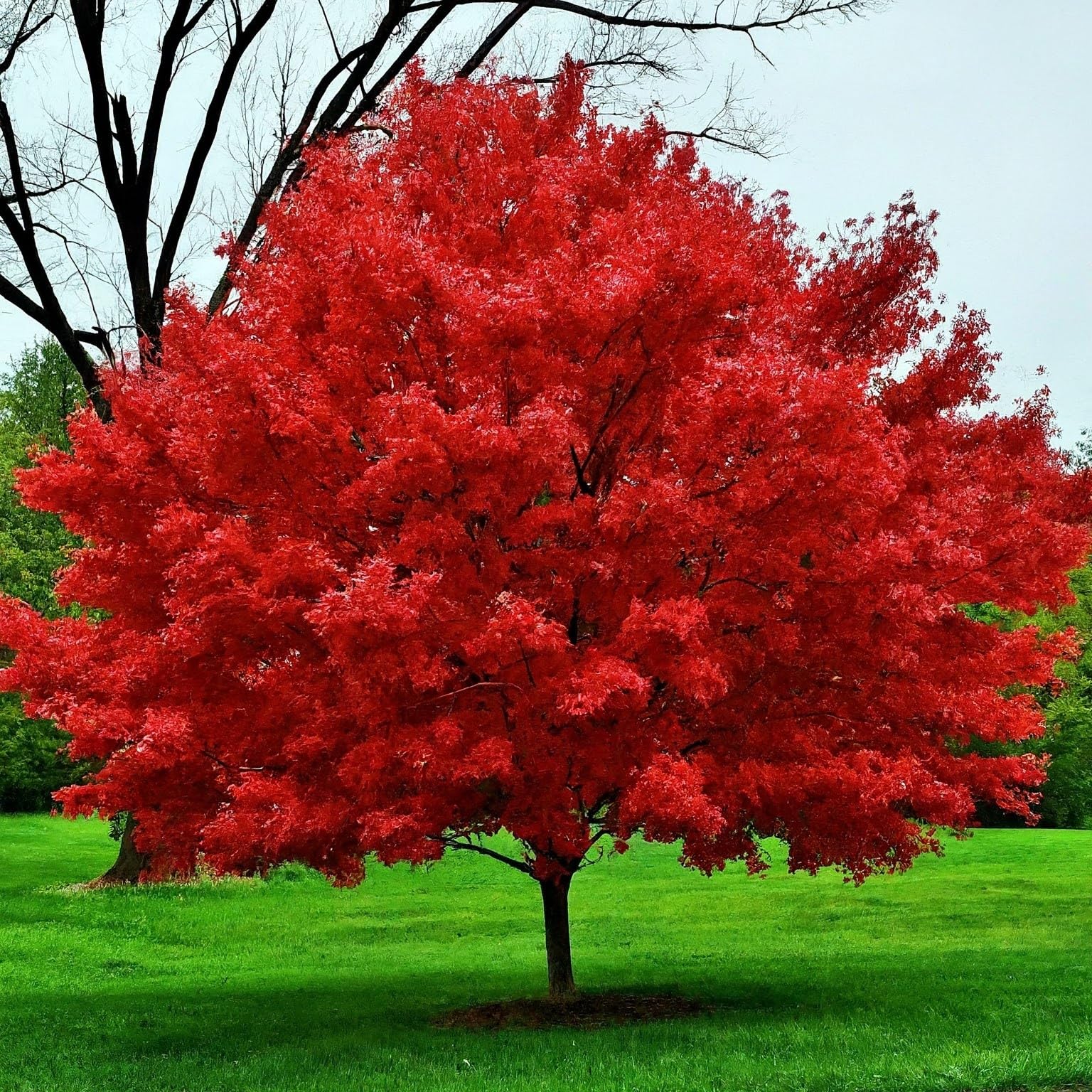 Amazon.com : Red Maple Tree Seedlings for Planting | One Live Tree ...
