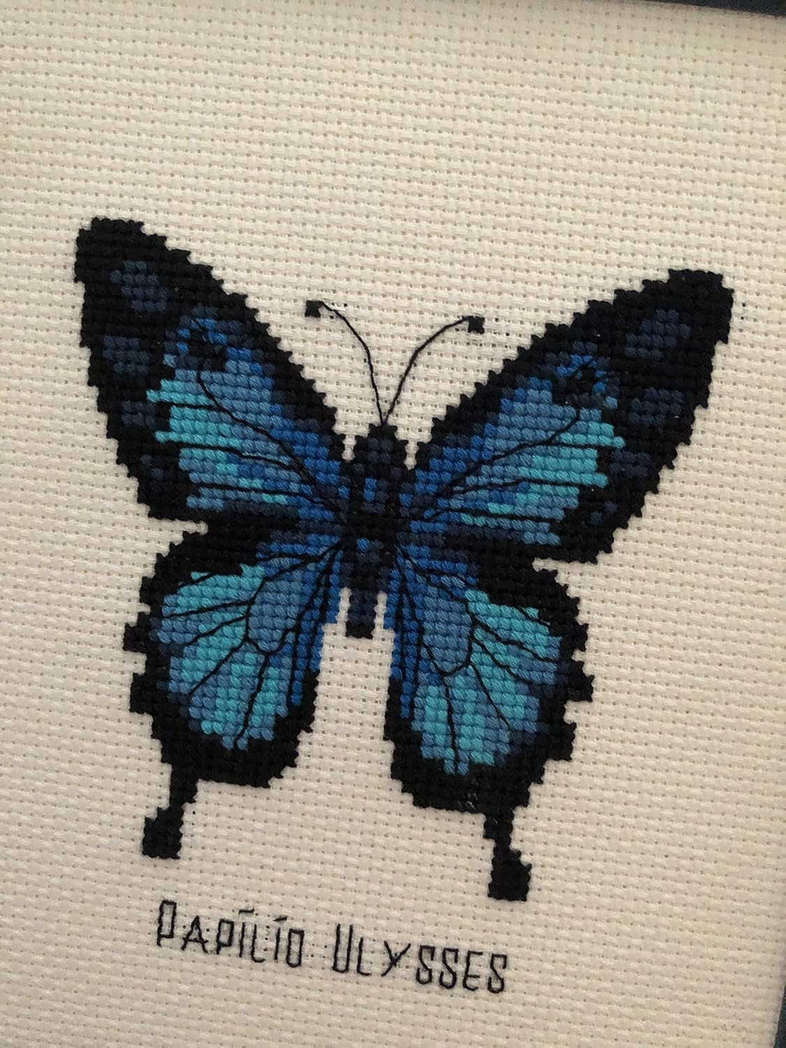 Amazon.com: RIOLIS Counted Cross Stitch Kit 5"X5"-Ulysses Butterfly (14 ...