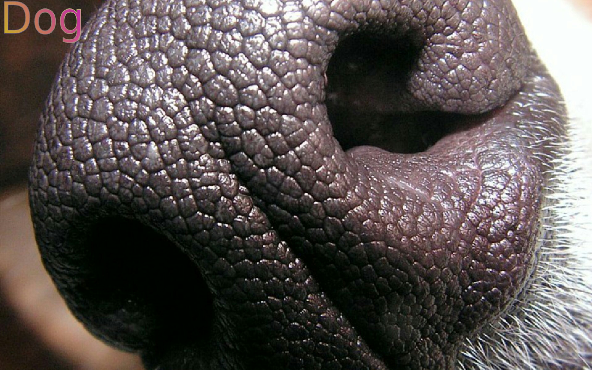 Animal Noses - App on Amazon Appstore