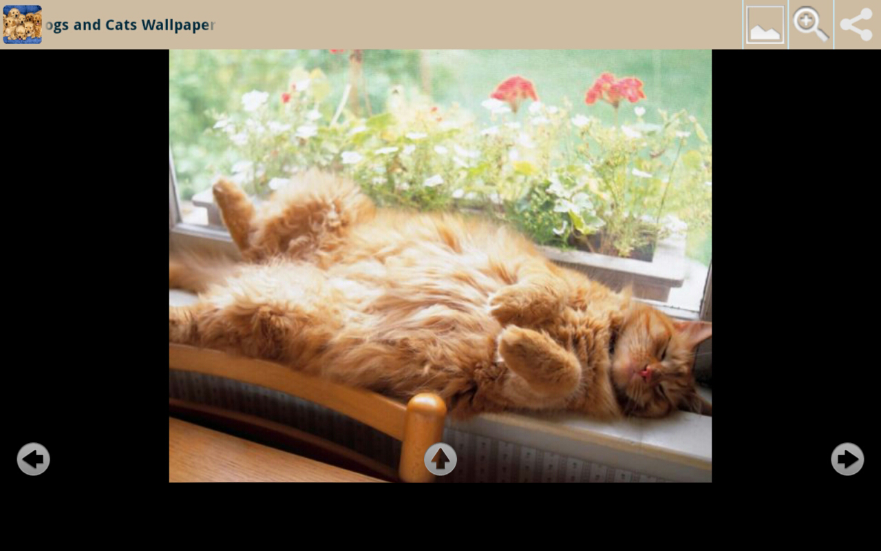 Dogs and Cats Wallpapers - App on Amazon Appstore