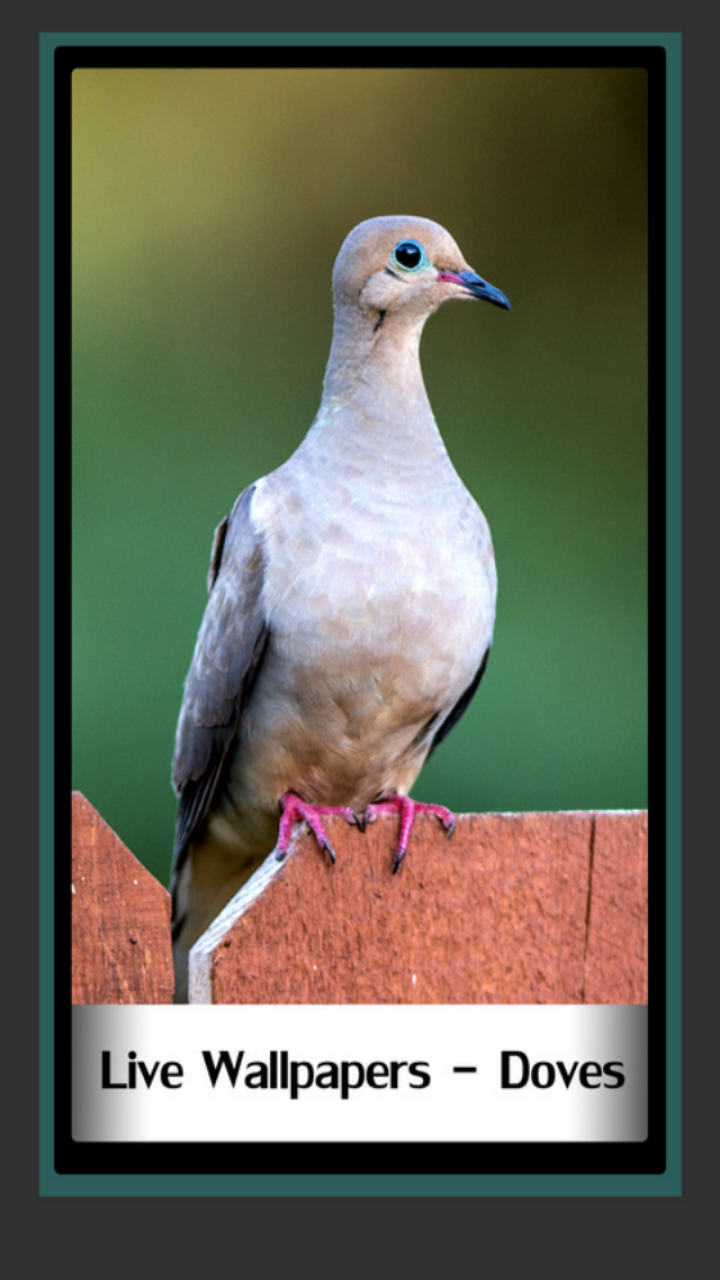 Live Wallpapers – Doves - App on Amazon Appstore