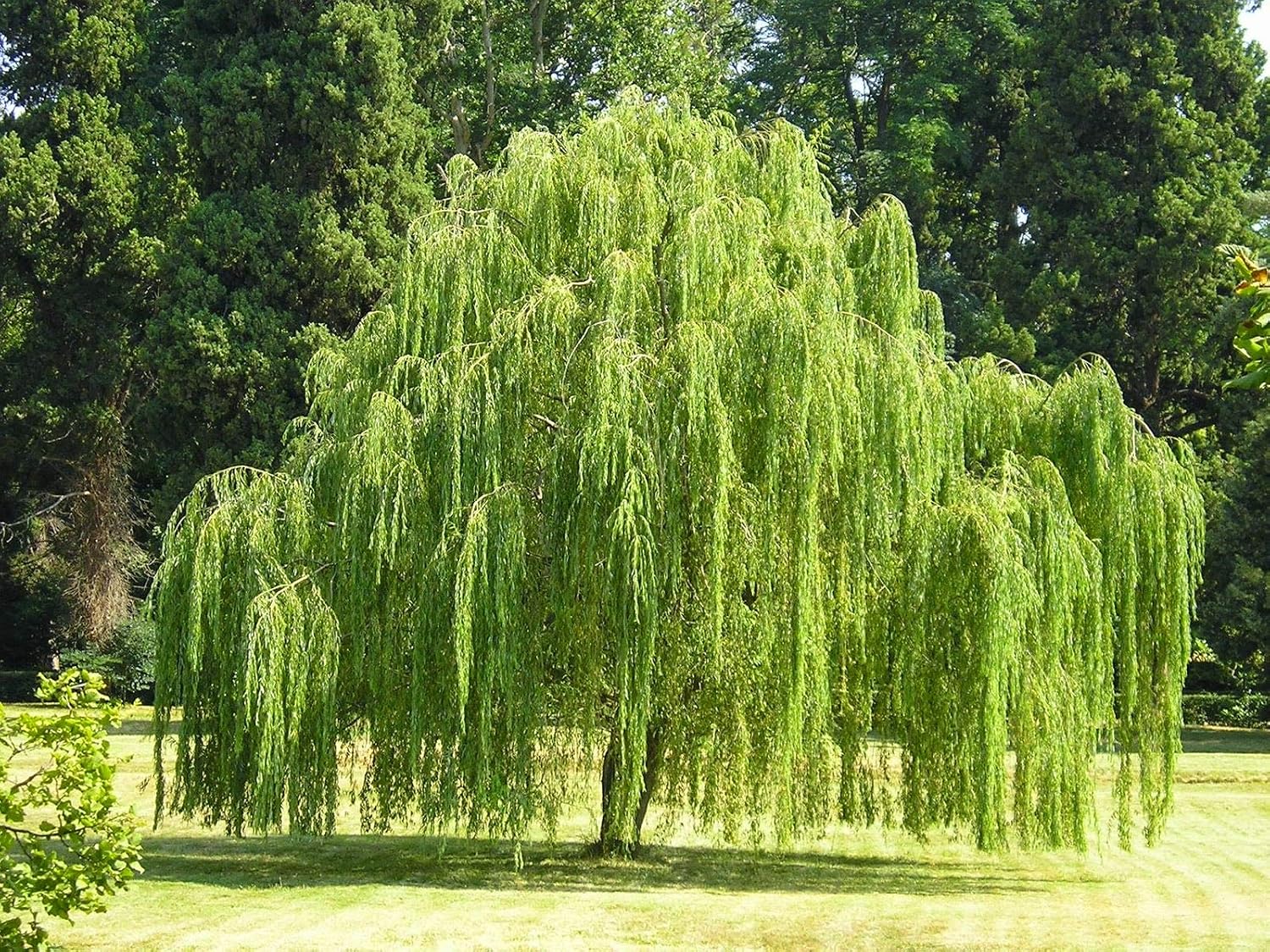 Amazon.com : 1 Weeping Willow Tree-(Salix babylonica) 3 to 4 feet ...
