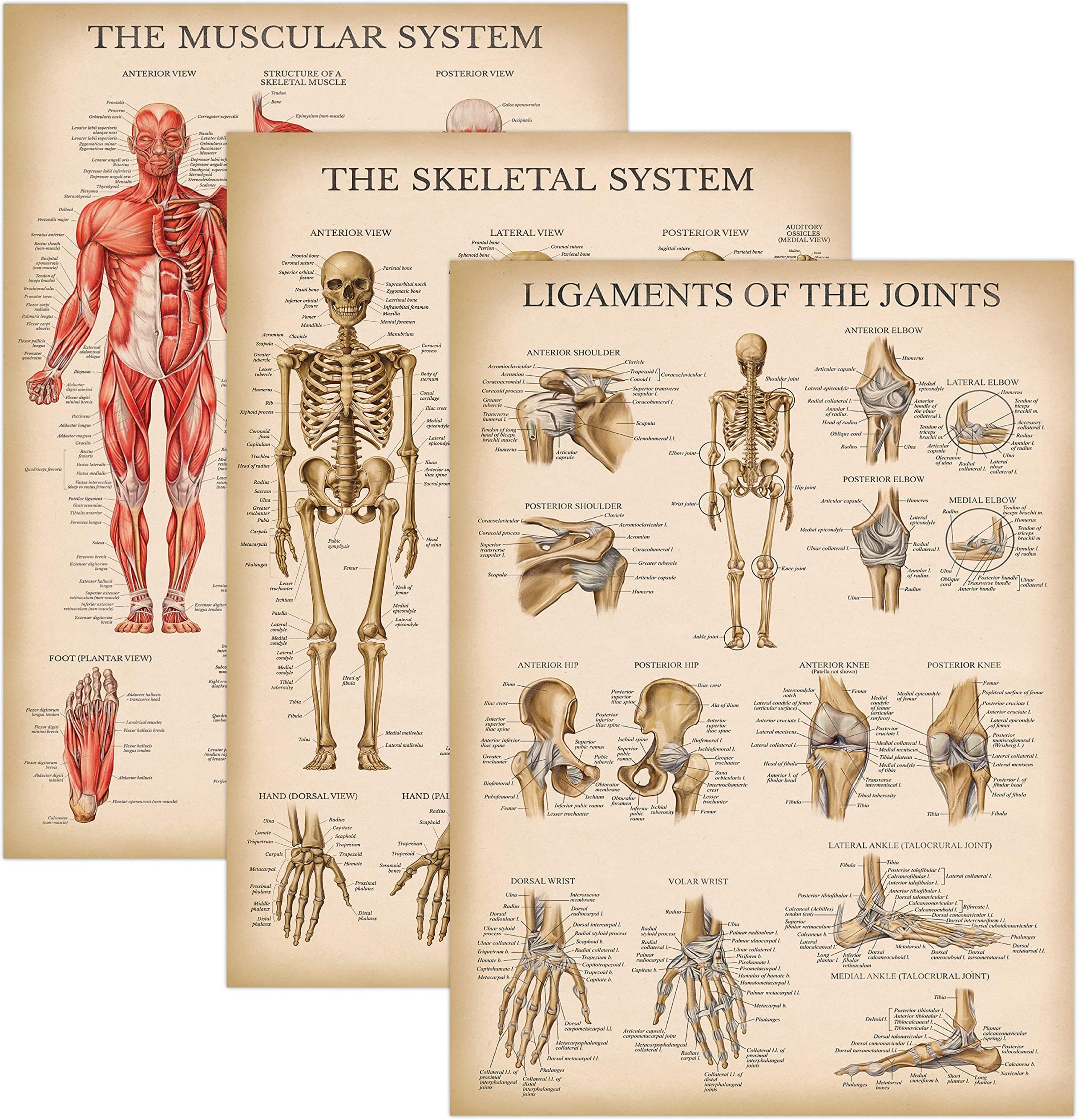 Amazon.com: Palace Learning Muscular & Skeletal System Anatomical ...