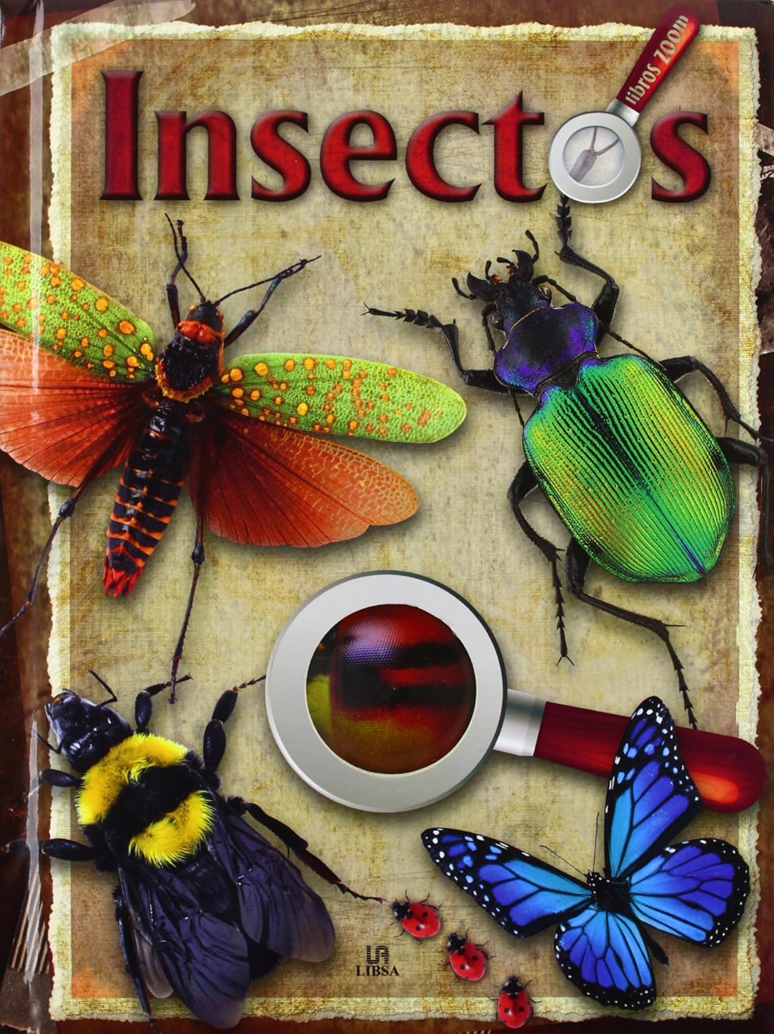Insectos (Libros Zoom) (Spanish Edition): Equipo Editorial ...