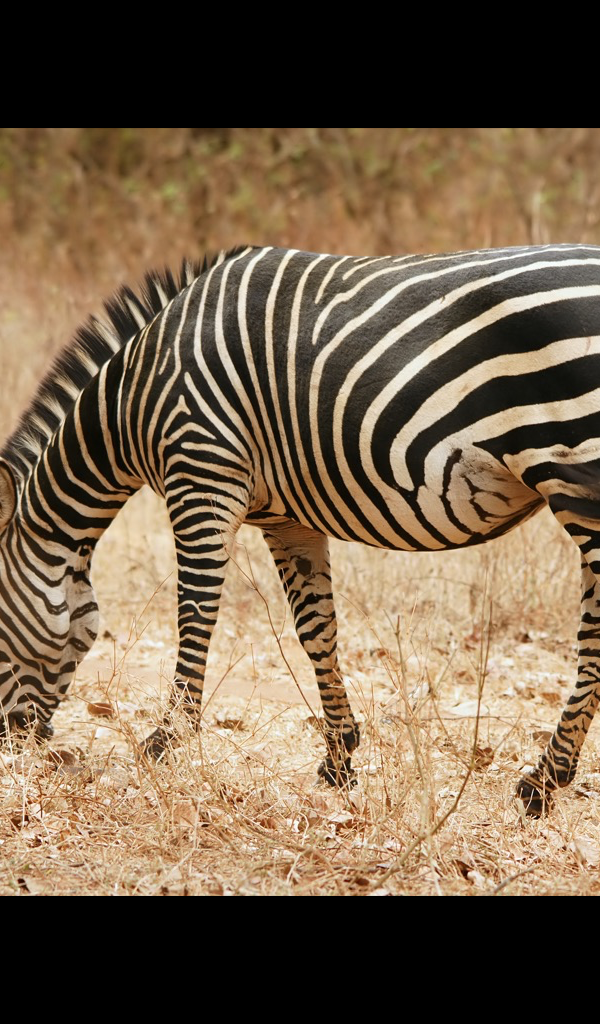 cute zebra Wallpaper -- HD Wallpapers of cute zebras!:Amazon.com ...