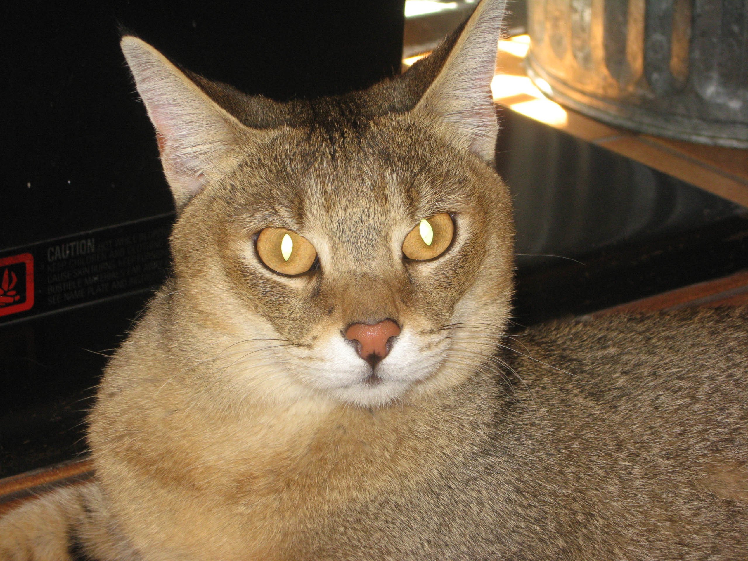 Watch Cats 101 Season 4 | Prime Video