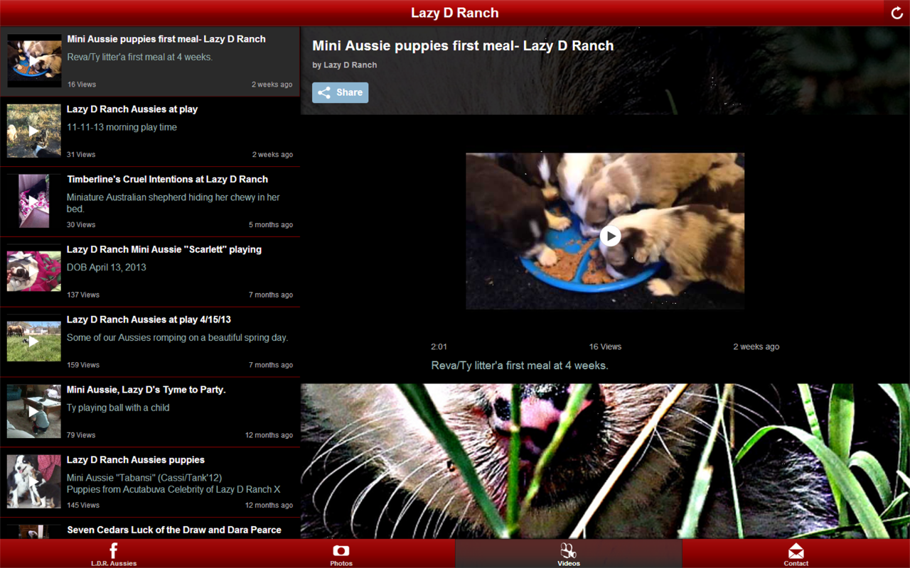 Lazy D Ranch Aussies - App on Amazon Appstore