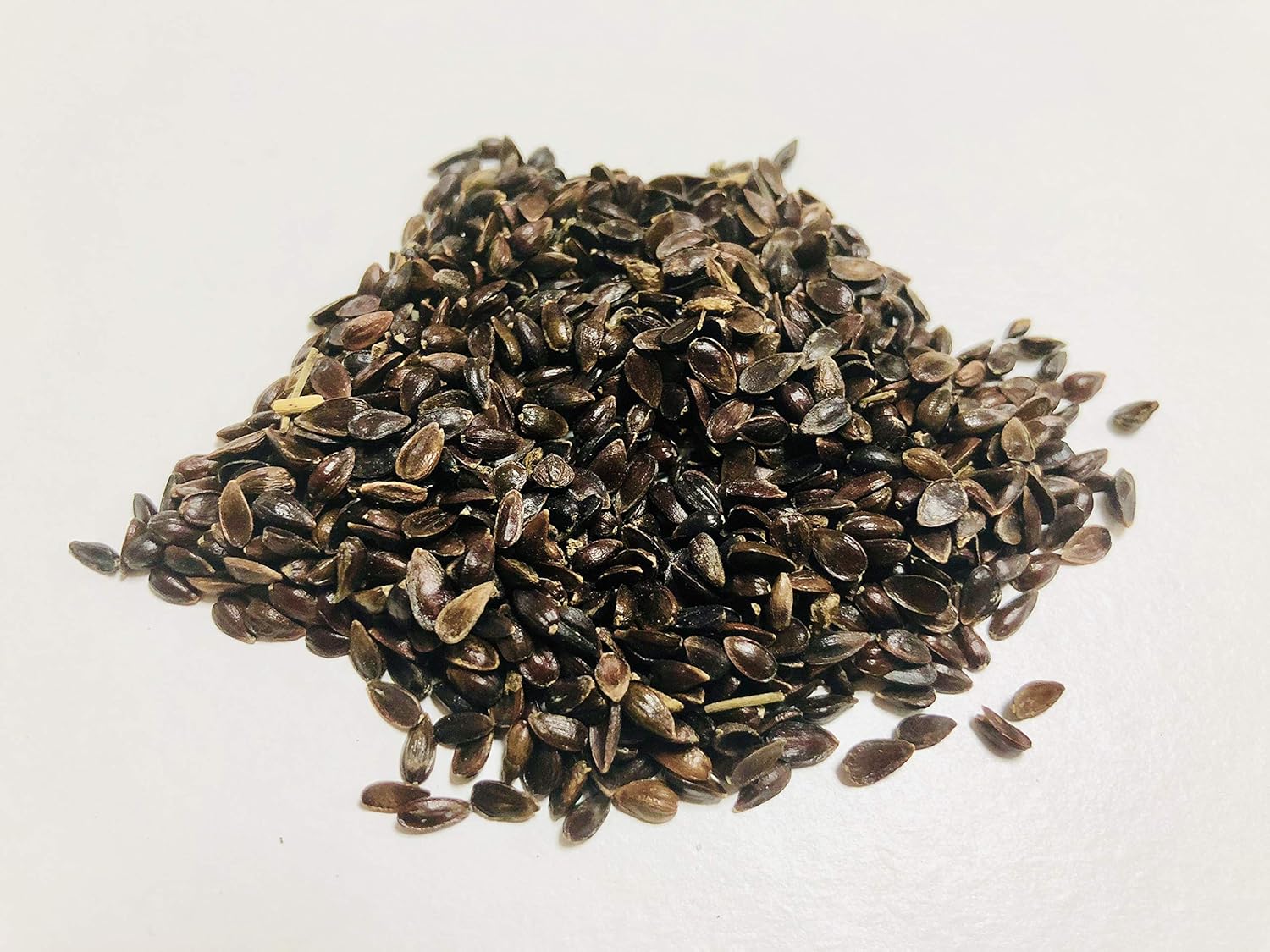 Ephedra Sinica Seeds -Ma-Huang- 25 Seeds : Amazon.co.uk: Garden