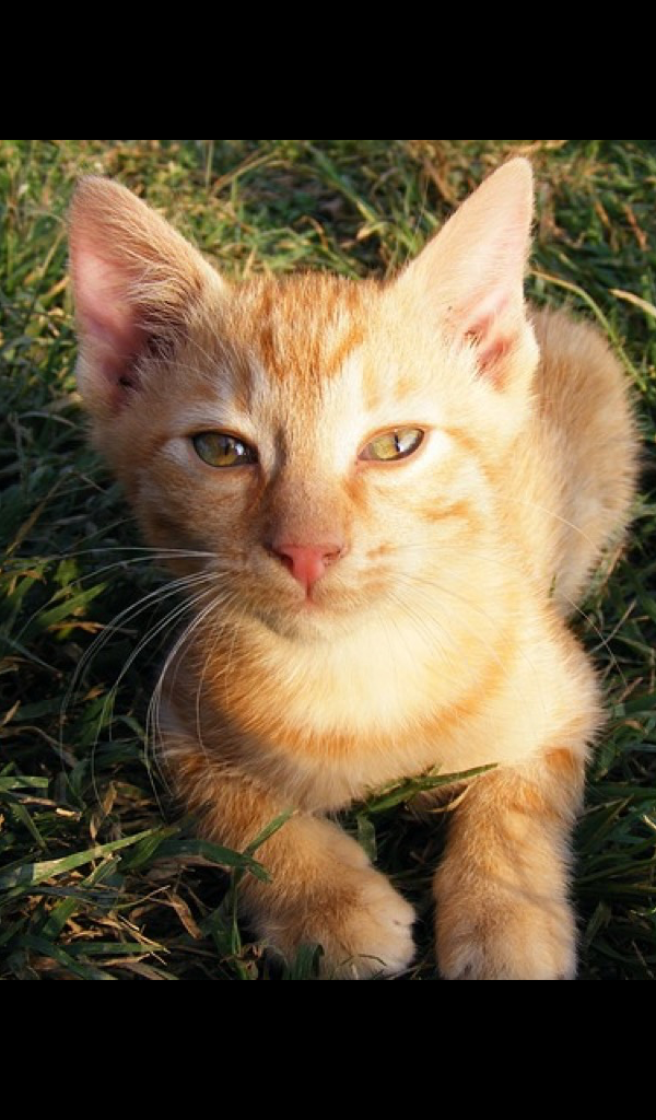 smiling cat Wallpaper -- HD Wallpapers of smiling cats! - App on Amazon ...