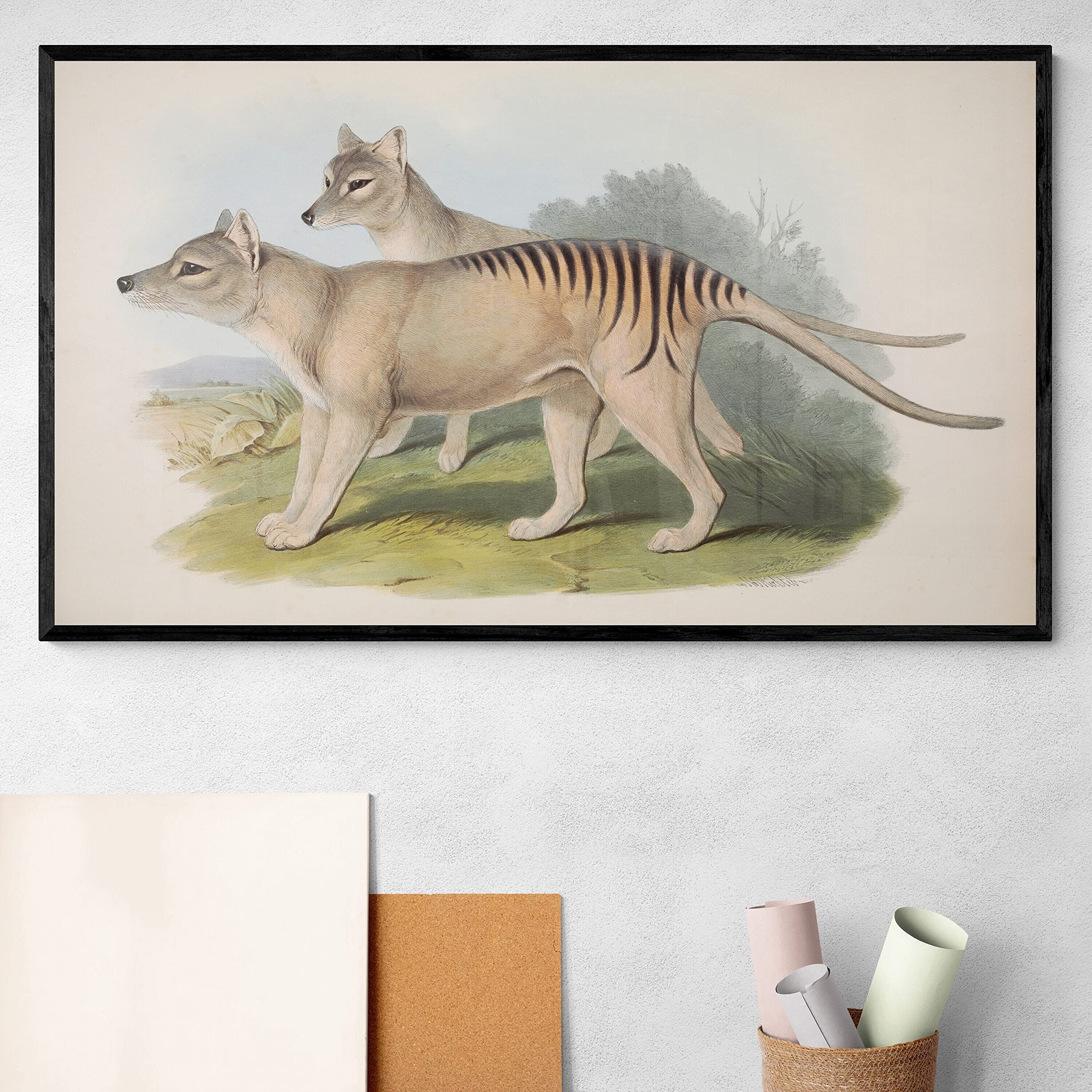 Thylacine Color