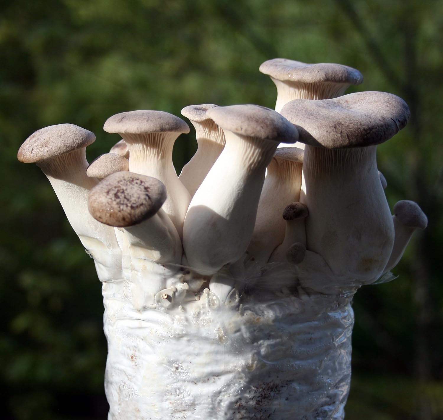 Root Mushroom Farm – -Kit de cultivo de hongos ostra King – Yaxa Colombia