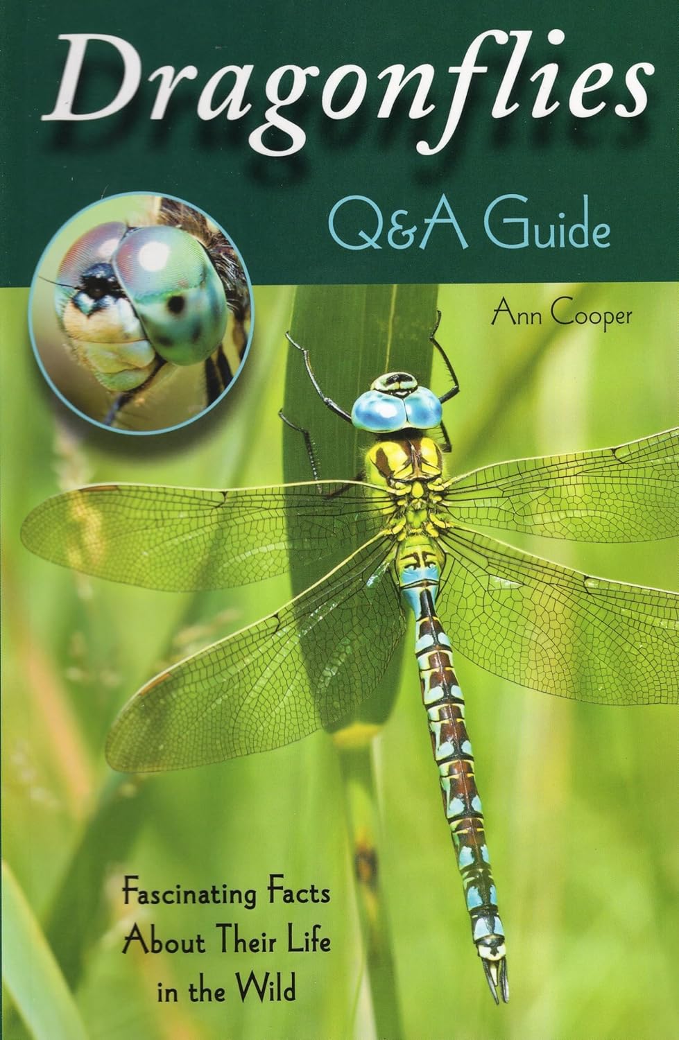 Dragonflies: Q&A Guide: Fascinating Facts About Their Life in the Wild ...