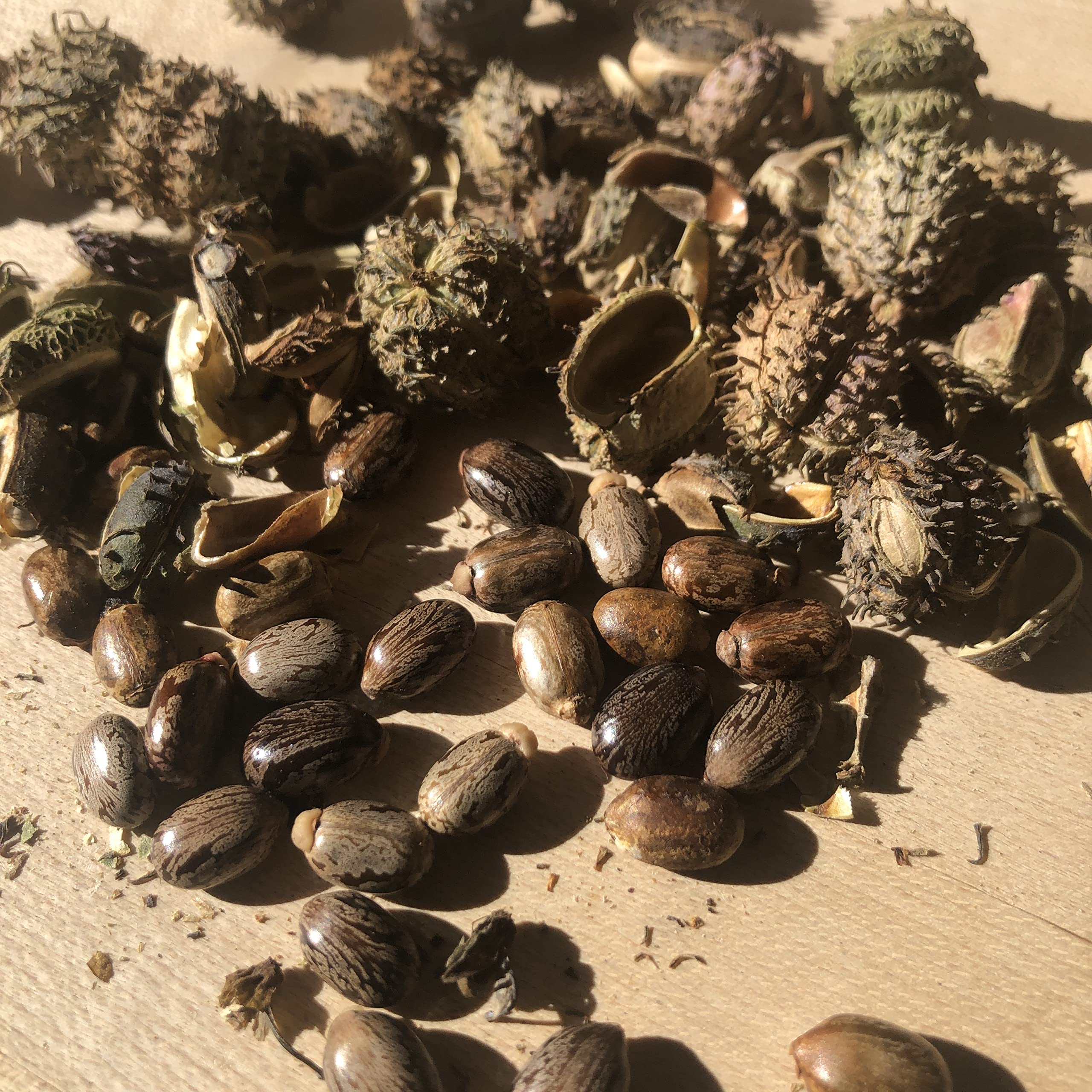 Castor Bean Varieties