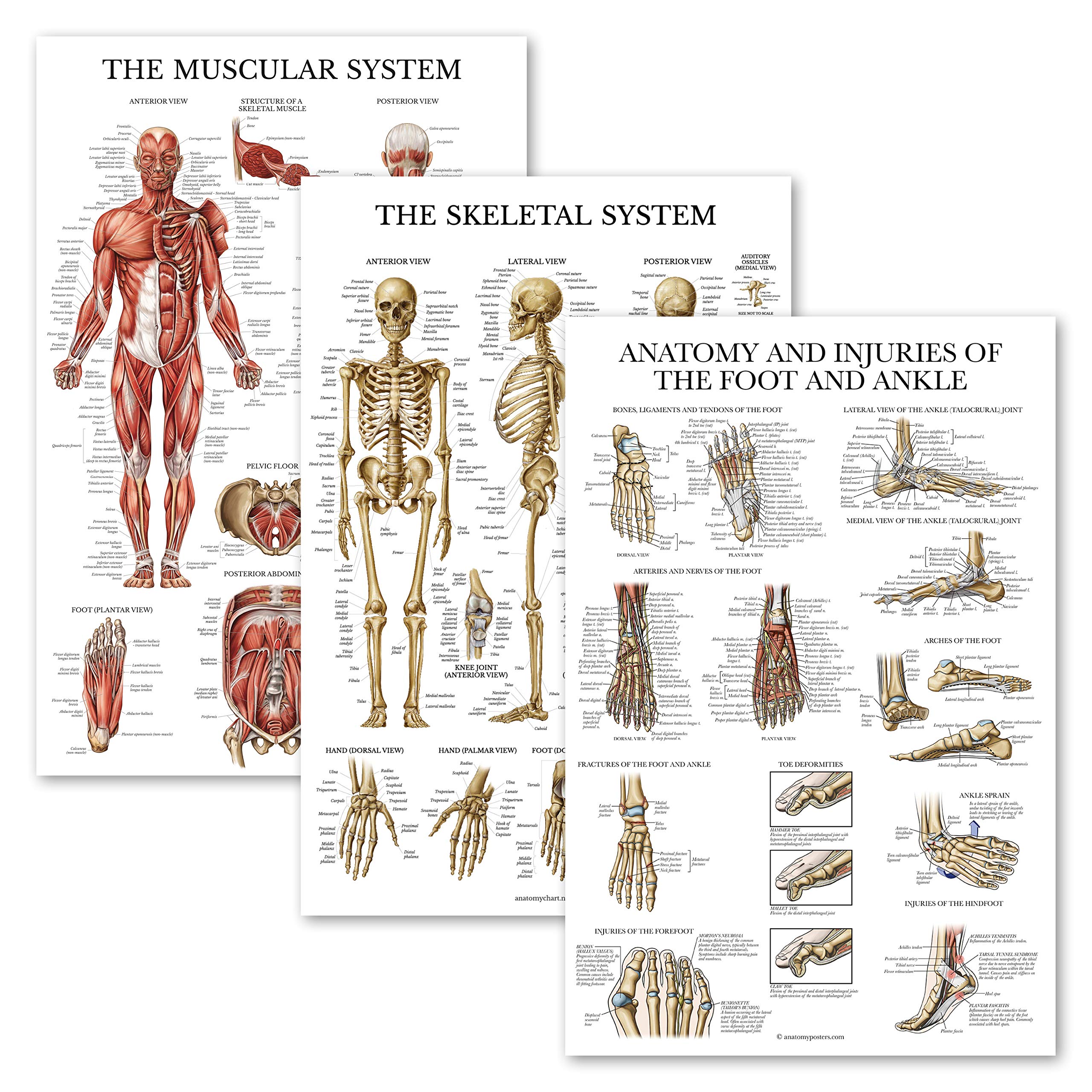 Buy Palace Learning 3 Pack - Muscle + Skeleton + Anatomy & Injuries of ...