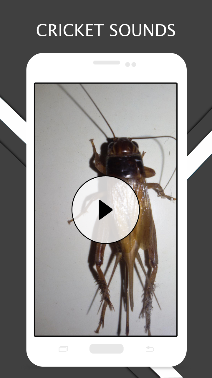 Cricket Sounds - App on Amazon Appstore