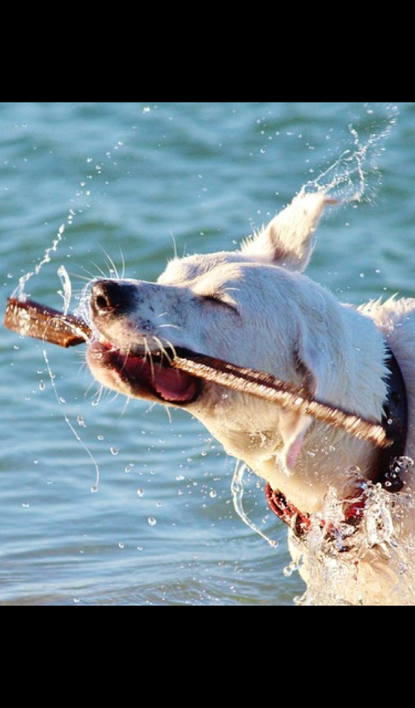 Aplicación Wet Dog Wallpaper -- HD Wallpapers of Wet Dogs! en Amazon ...