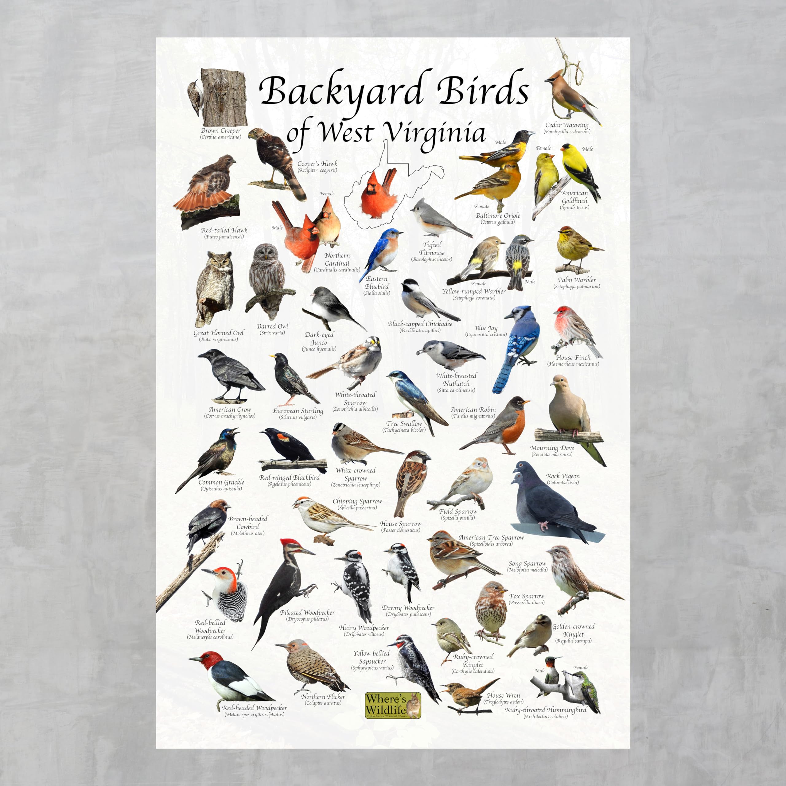Common Birds Of West Virginia Birds Similar To Cranes International