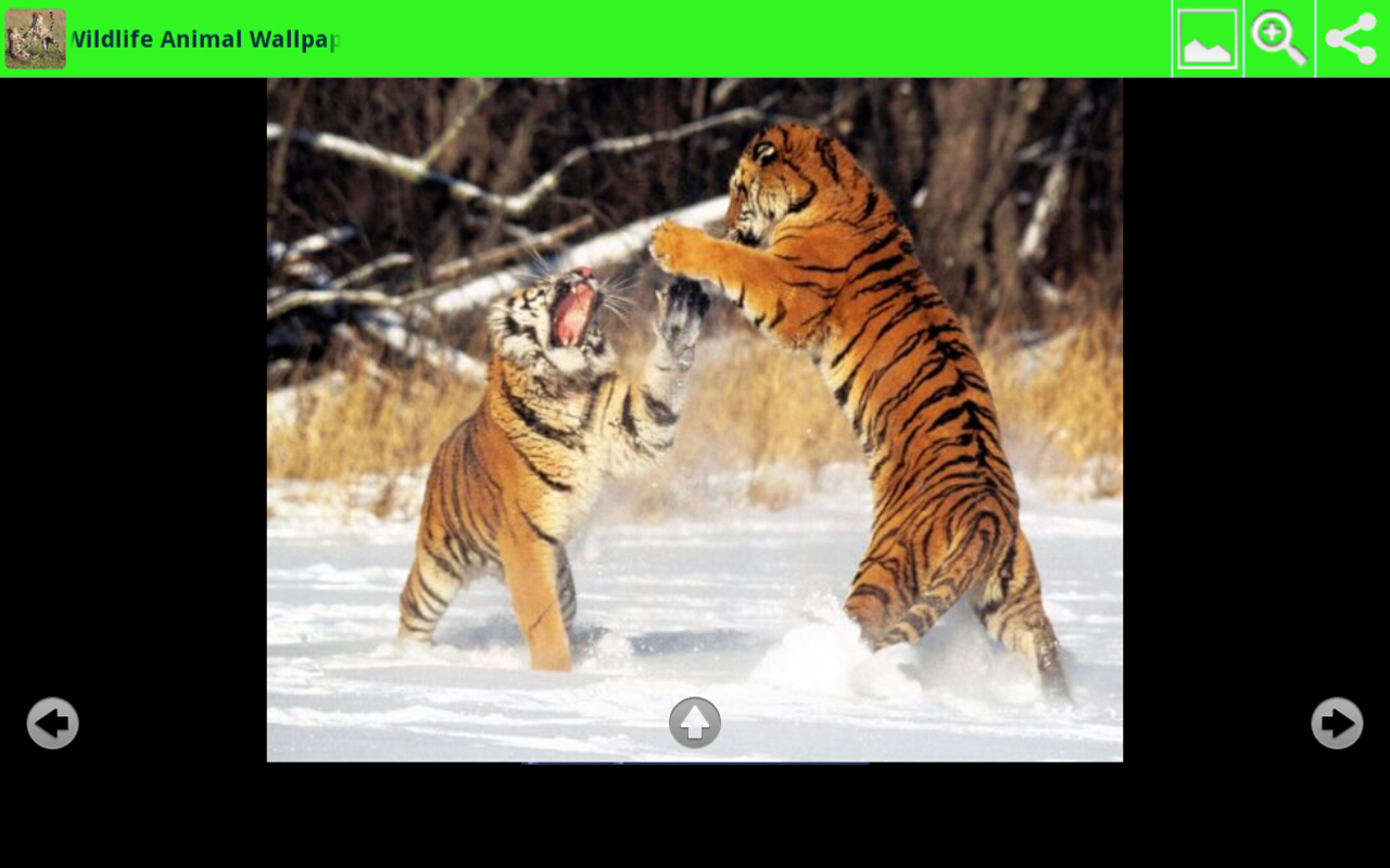 Wildlife Animal Wallpapers - App on Amazon Appstore