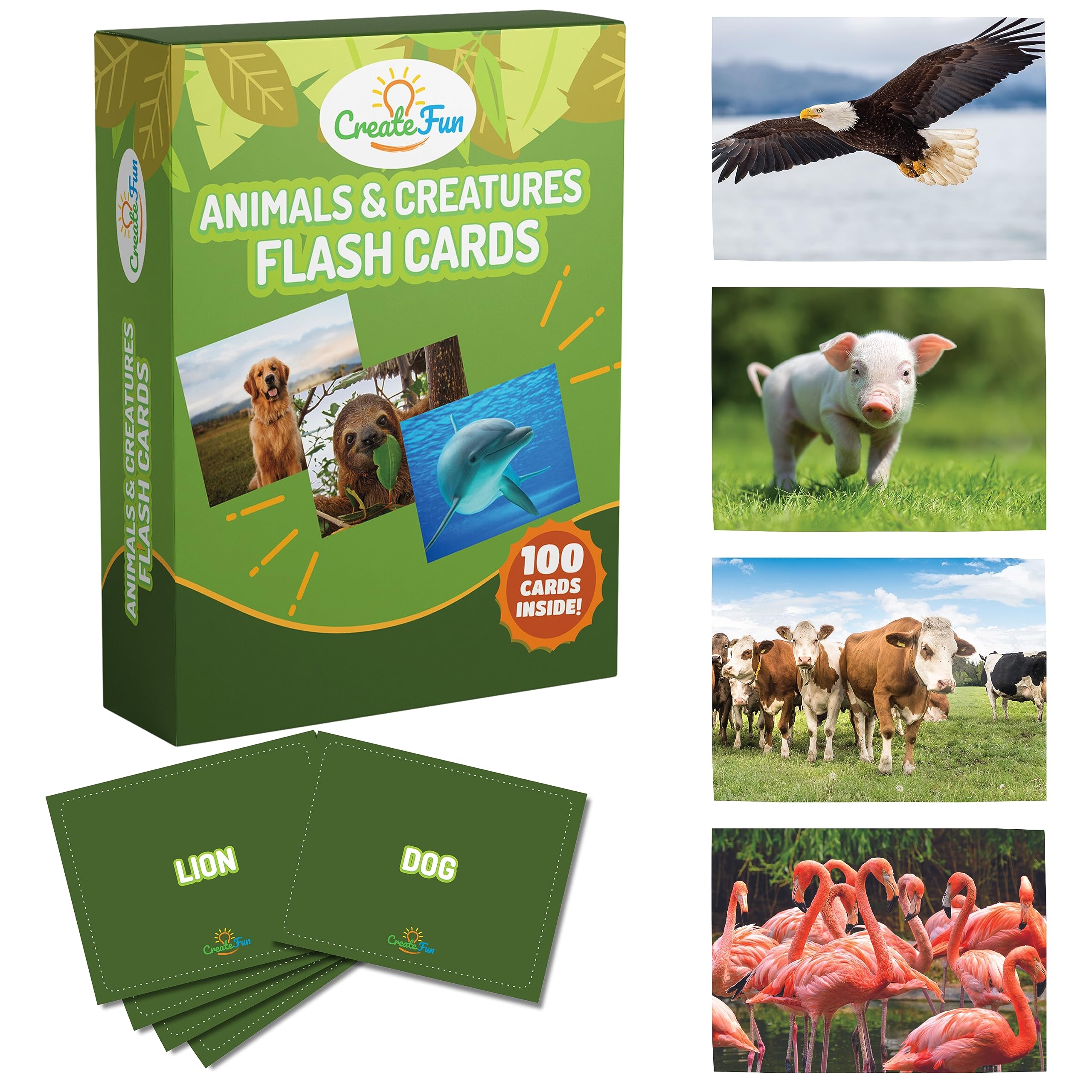 Amazon.com: 100 Animal, Insect & Ocean Creatures Flash Cards, Realistic ...