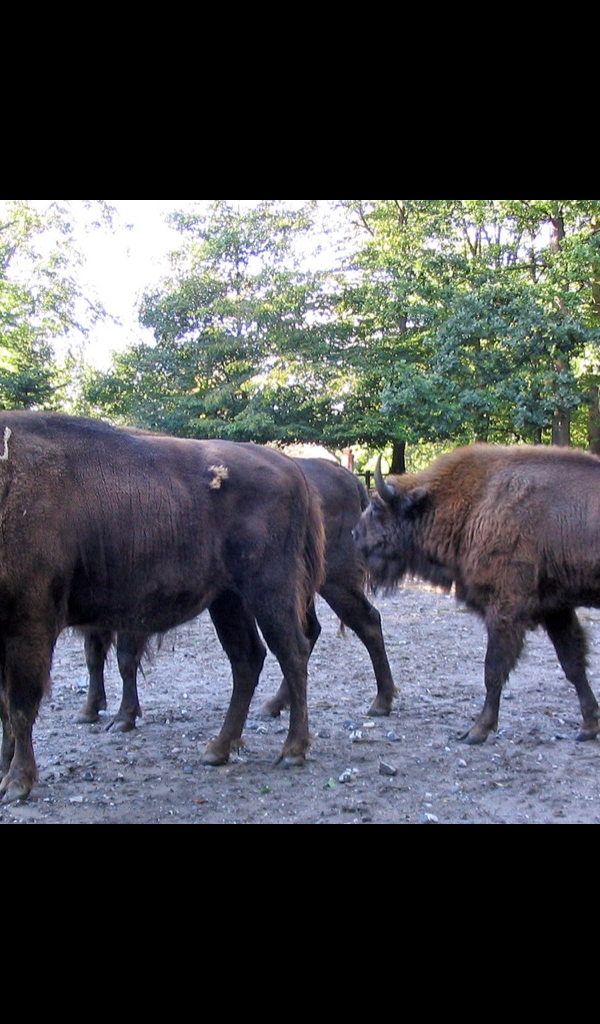 Buffalo Wallpapers