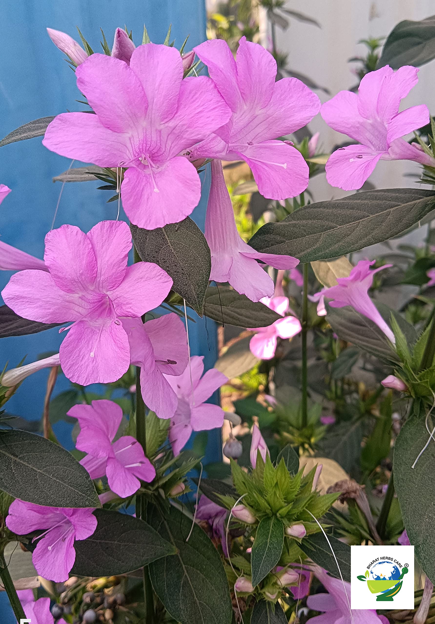 Bharat Herbs Care® Vajradanti Live Plant वज्रदंती,काटेकोरंटी गुलाबी ...