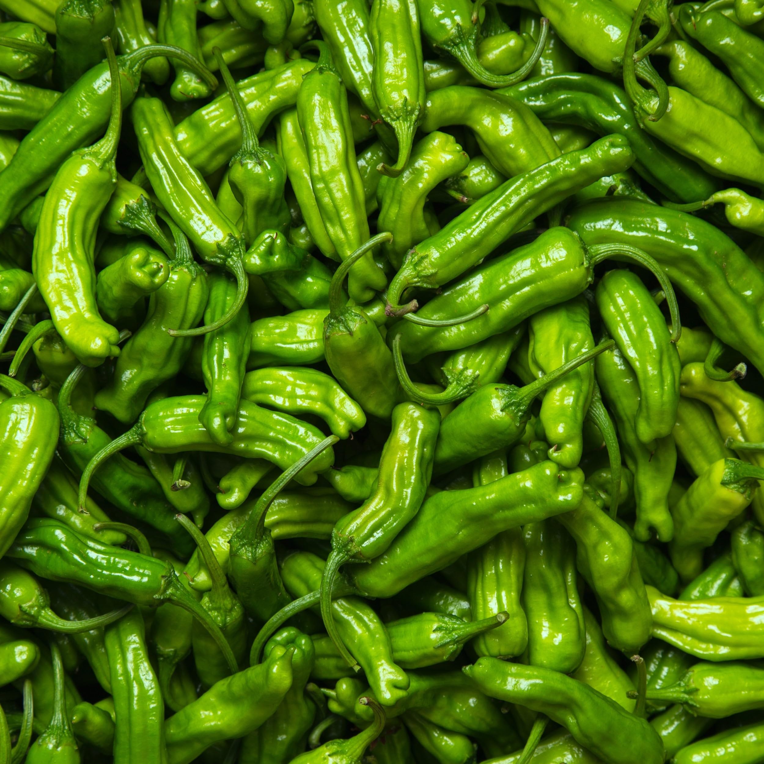 Amazon.com : Shishito Pepper 70 Seeds, Japanese Heirloom Peppers ...