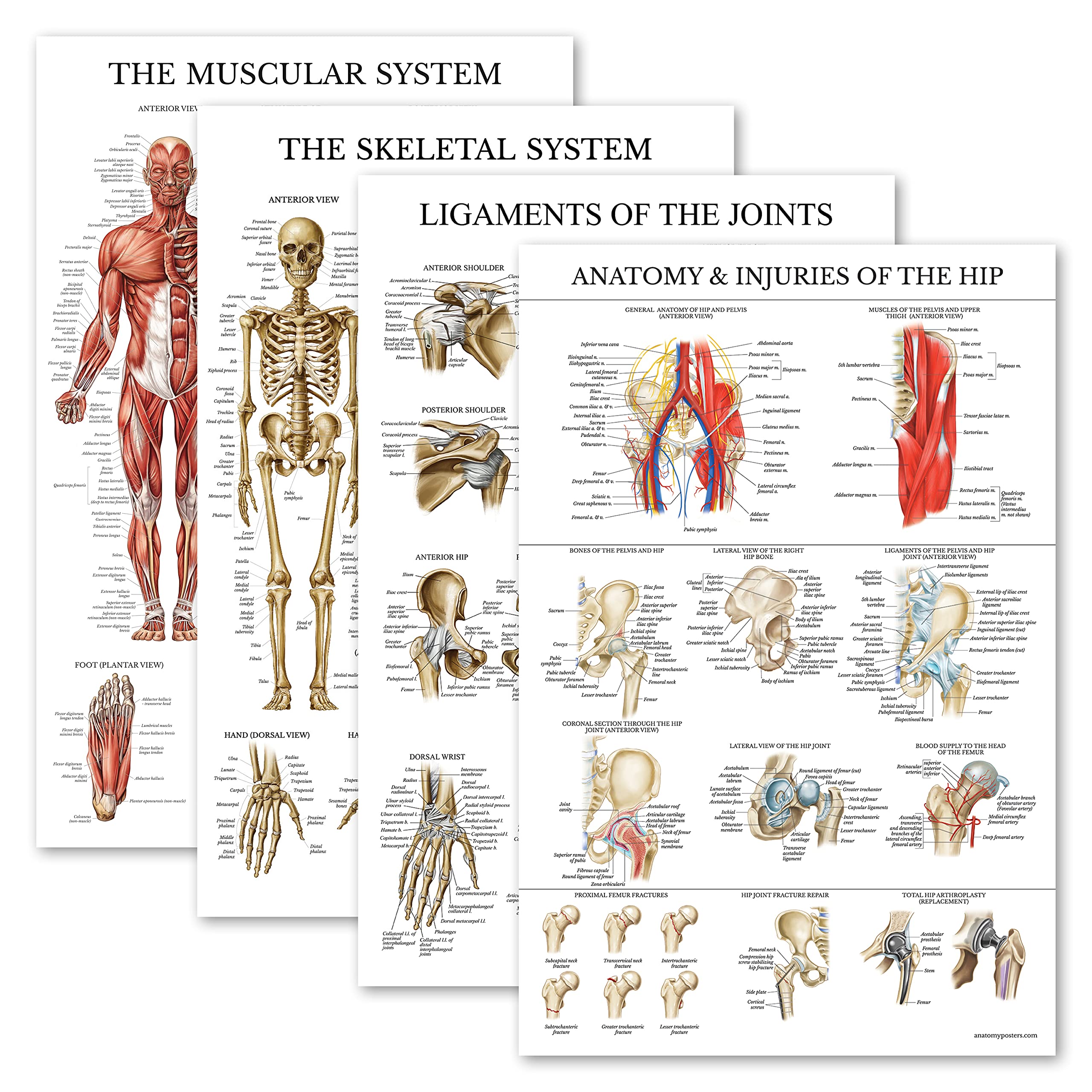 Buy 4 Pack - Anatomical Poster Set - Laminated - Muscular, Skeletal ...