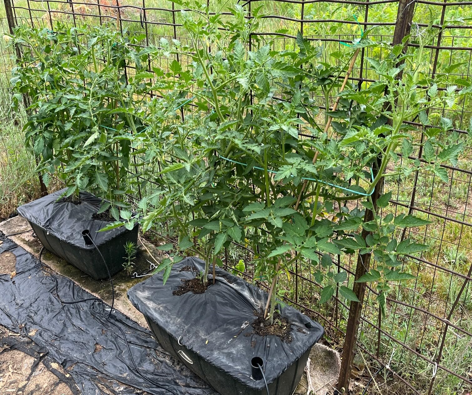 Amazon.com: Big Beef Hybrid Tomato 45 Seeds -Colossal Fruit Size ...