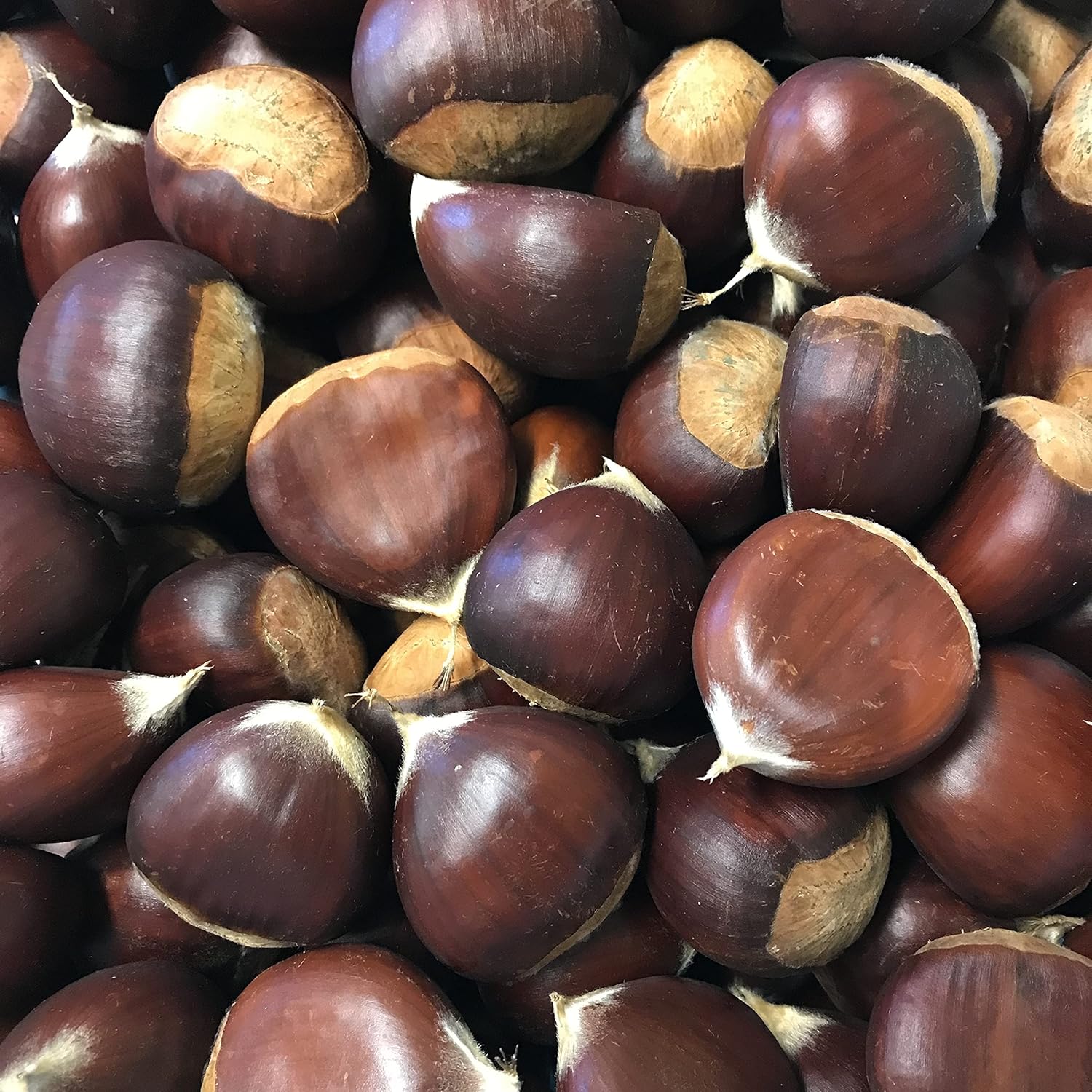Amazon.com : Chestnuts - fresh in the shell - 2 pounds 32 Ounces ...