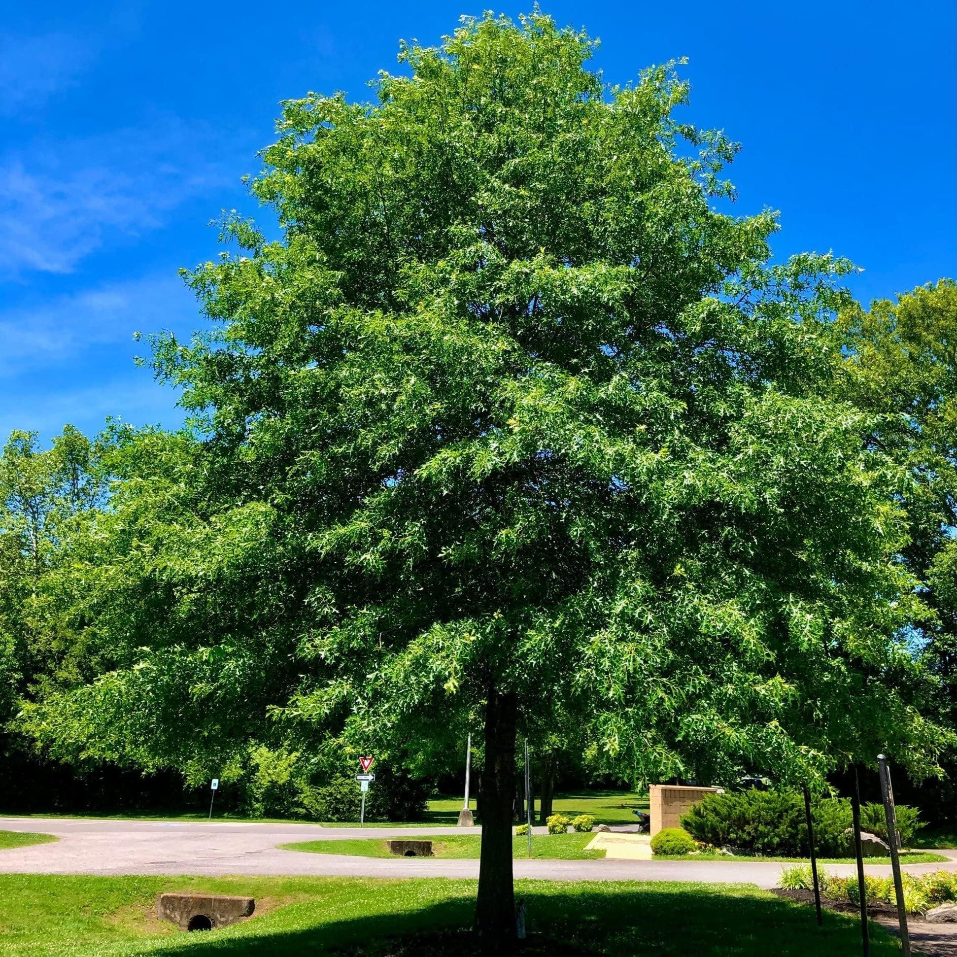 Amazon.com : TriStar Plants - Pin Oak Tree,2 Pack of ABP which is a ...