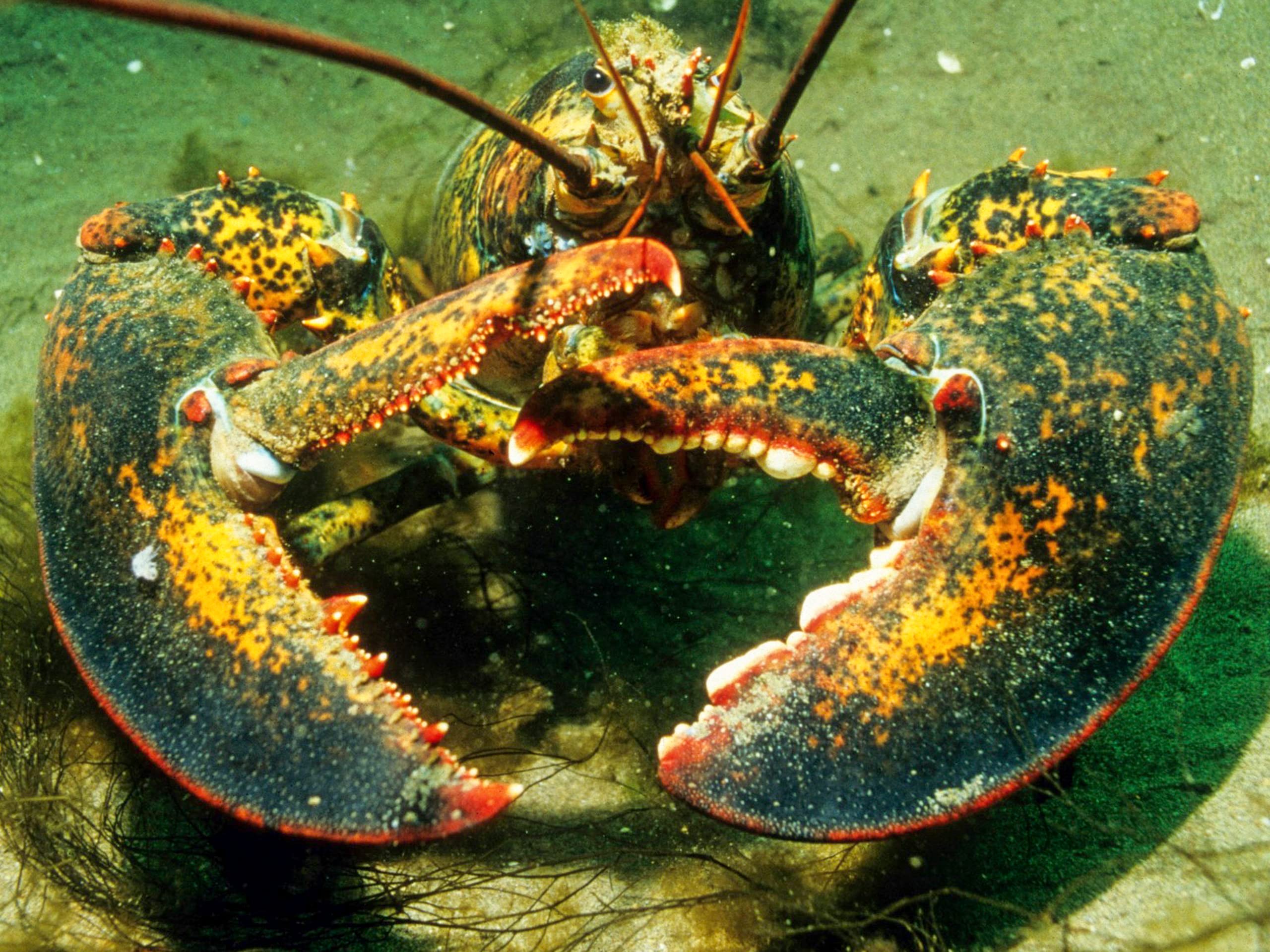 Amazon.de: The Blue Planet - Season 1 ansehen | Prime Video