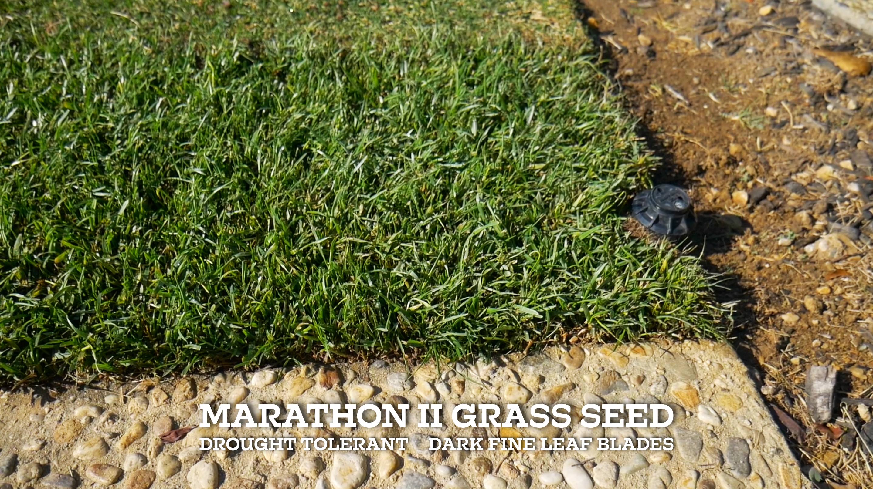 Watch Is Marathon II the best grass for California lawns? on Amazon Live