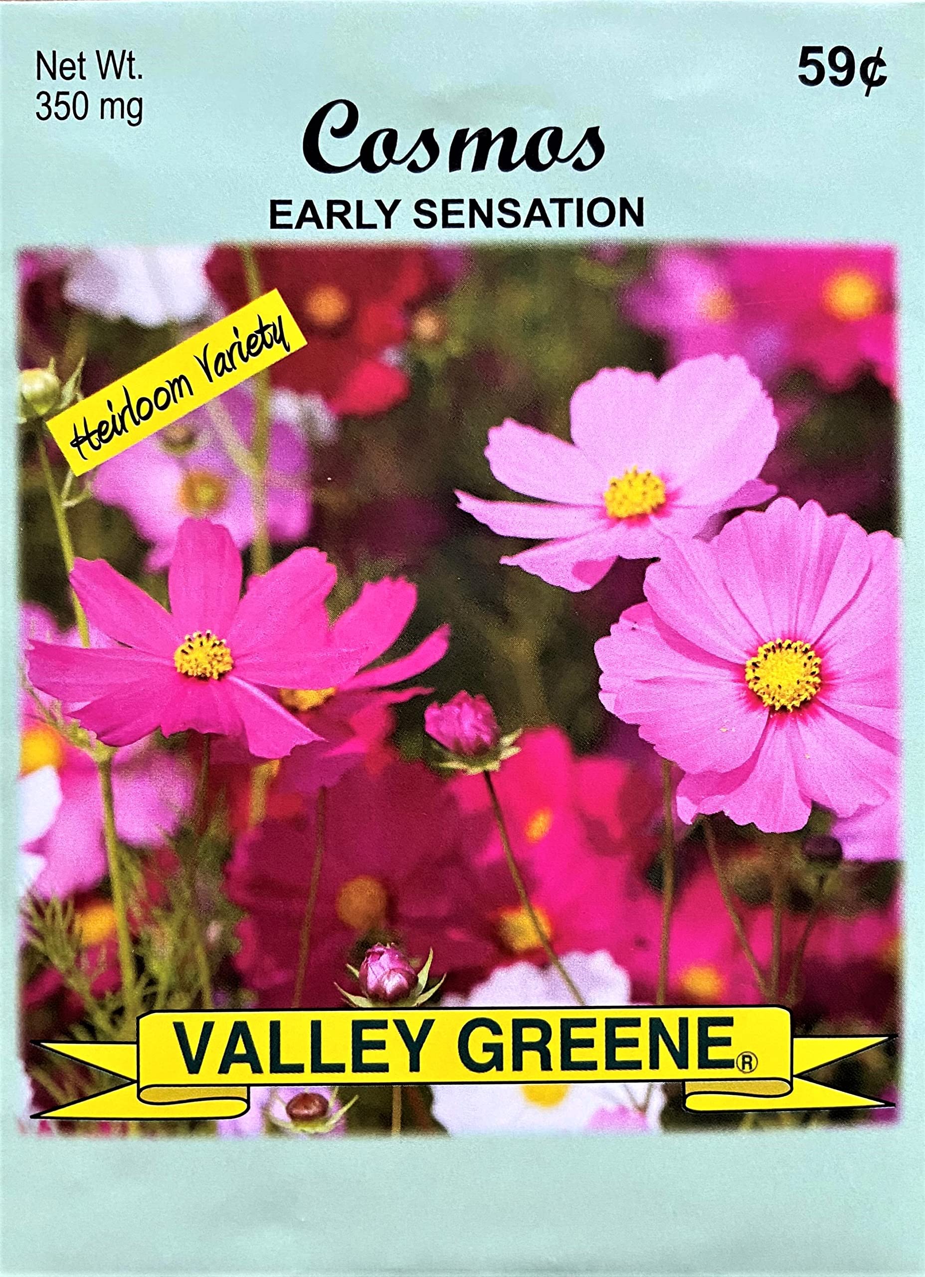 Amazon.com : Set of 100 Cosmos - Early Sensation Annual Flower Seed ...