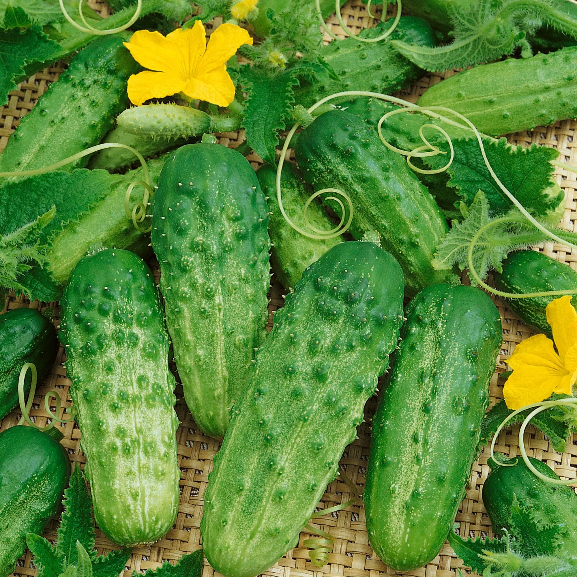 Amazon.com : Cucumber Slicing Diva FBA-2196 (Green) 25 Non-GMO, Open ...