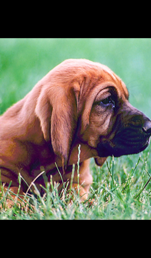 Bloodhound Dog Wallpaper -- HD Wallpapers of Bloodhound Dogs! - App on ...