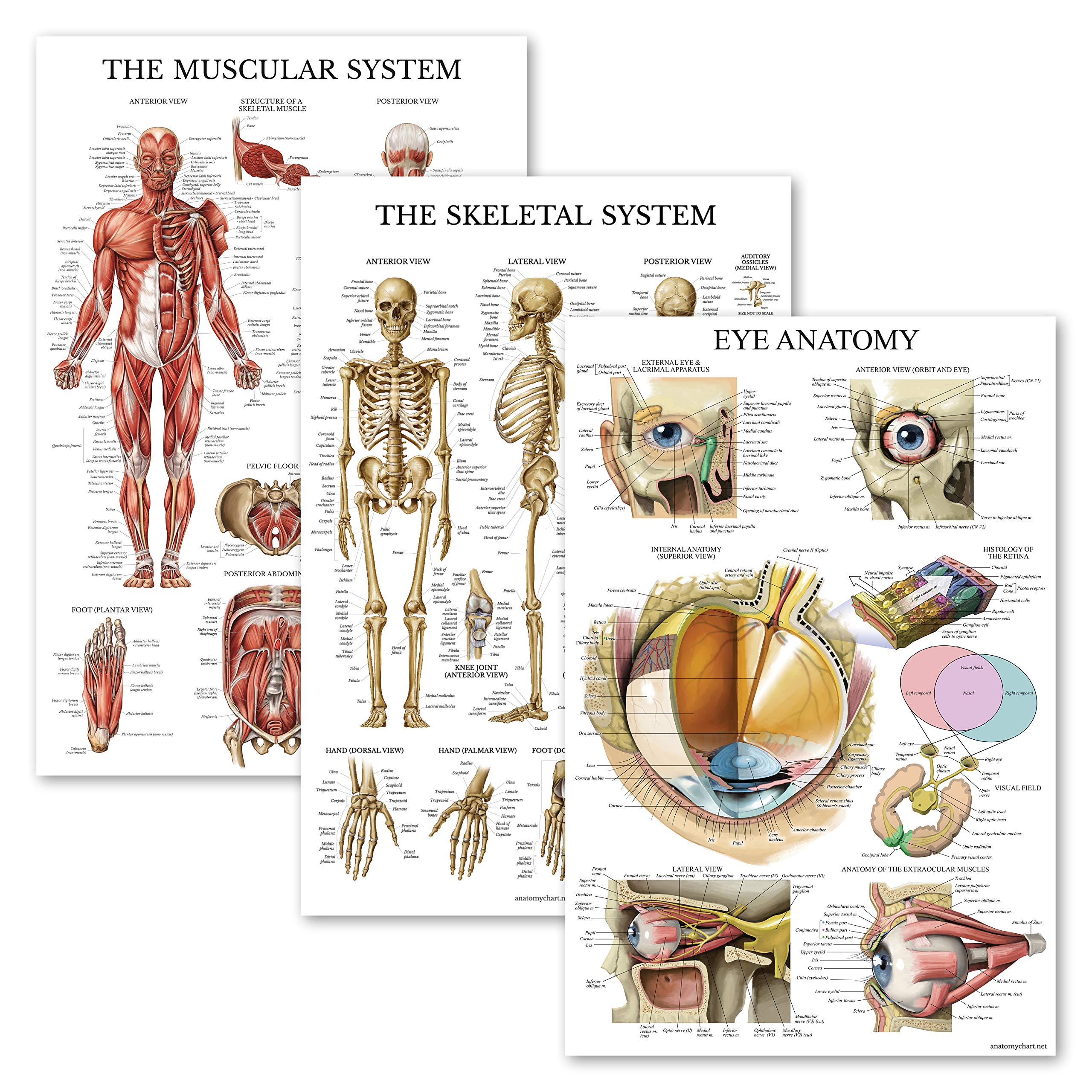 Buy 3 Pack - Muscle + Skeleton + Eye Anatomy Set - Muscular and ...