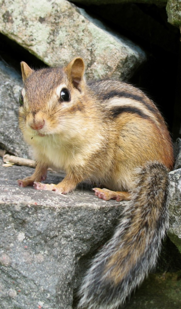 Chipmunk Wallpaper -- HD Wallpapers of Chipmunks! - App on Amazon Appstore
