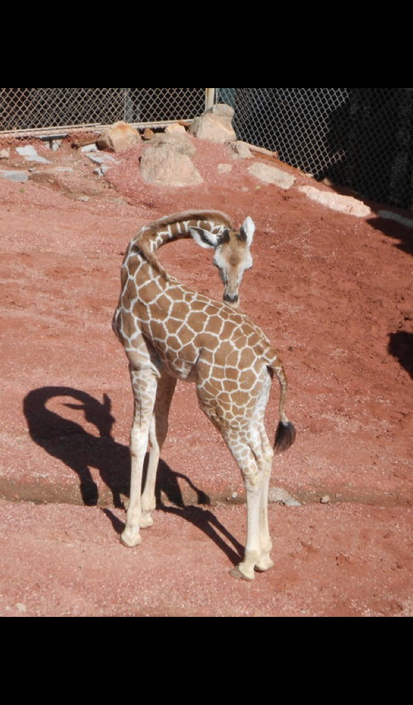 Baby Giraffe Wallpaper -- HD Wallpapers of Baby Giraffes!:Amazon.de:Appstore for Android