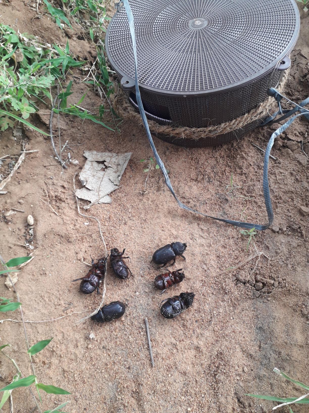 Iagrifarm Coconut Trap 1 Lure and 1 Bucket for Controlling Rhinoceros ...