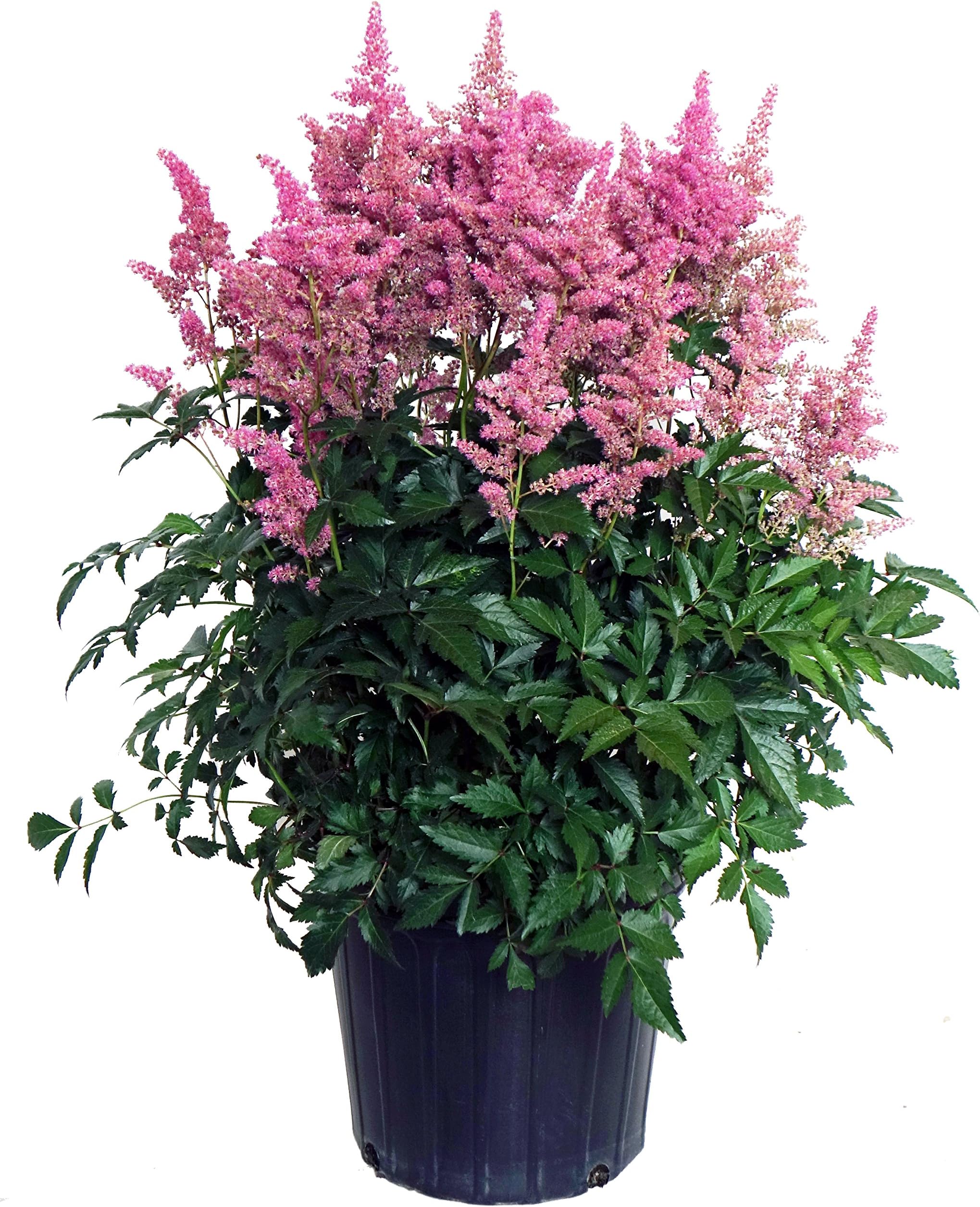 Amazon.com: Astilbe japonica 'Rheinland' (False Spirea) Perennial ...