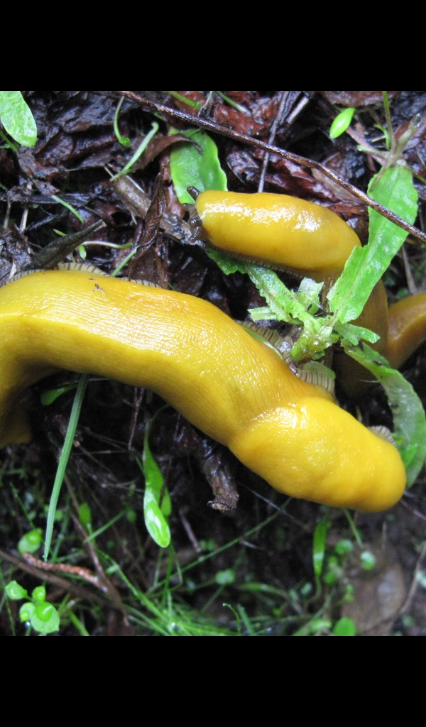 cute slug Wallpaper -- HD Wallpapers of cute slugs! - App on Amazon ...