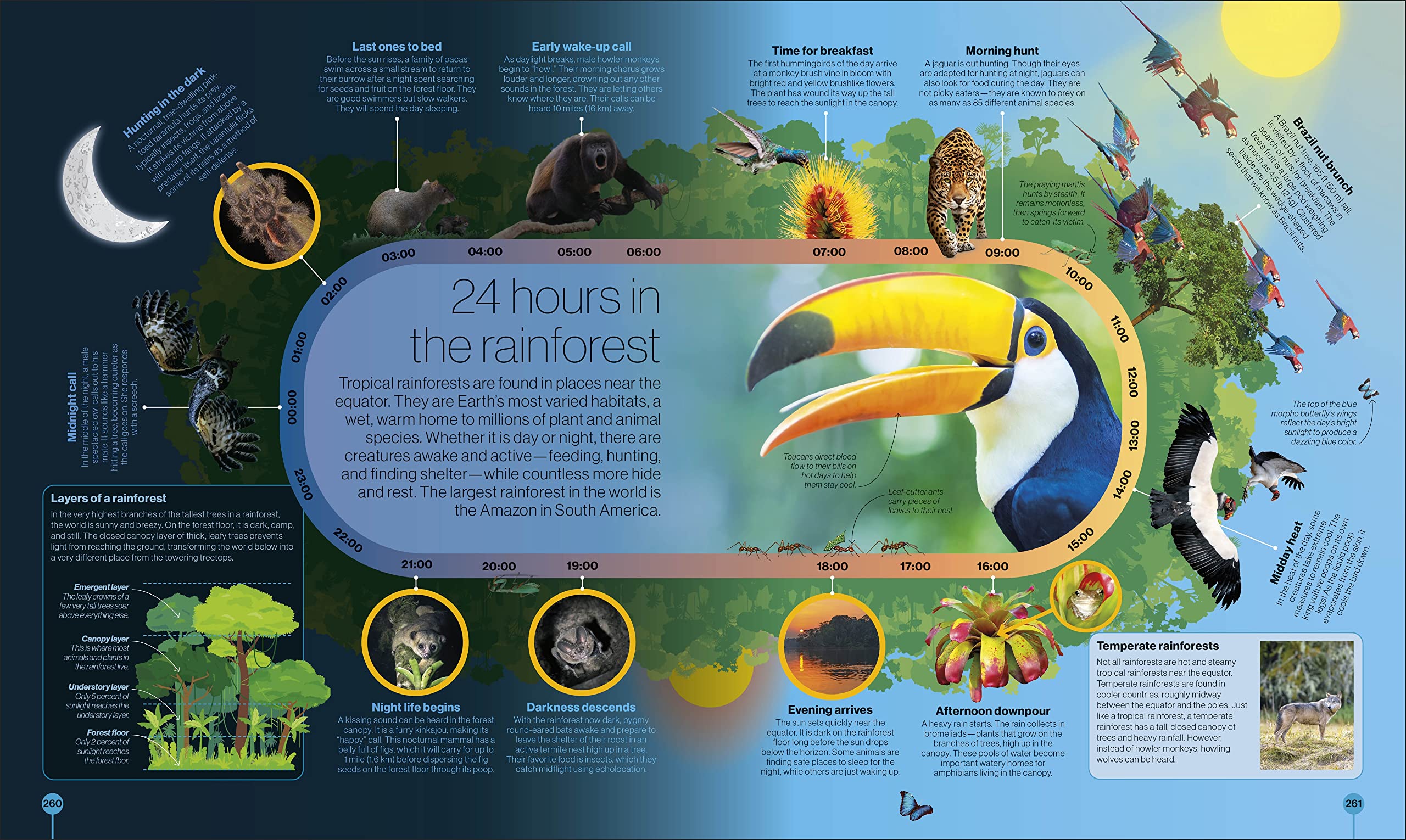 Timelines of Nature: From Mountains and Glaciers to Mayflies and ...