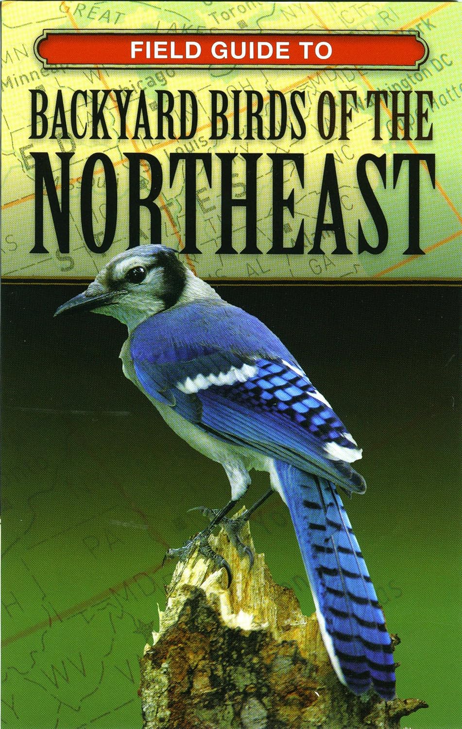 Field Guide to Backyard Birds of the Northeast: Cool Springs Press ...