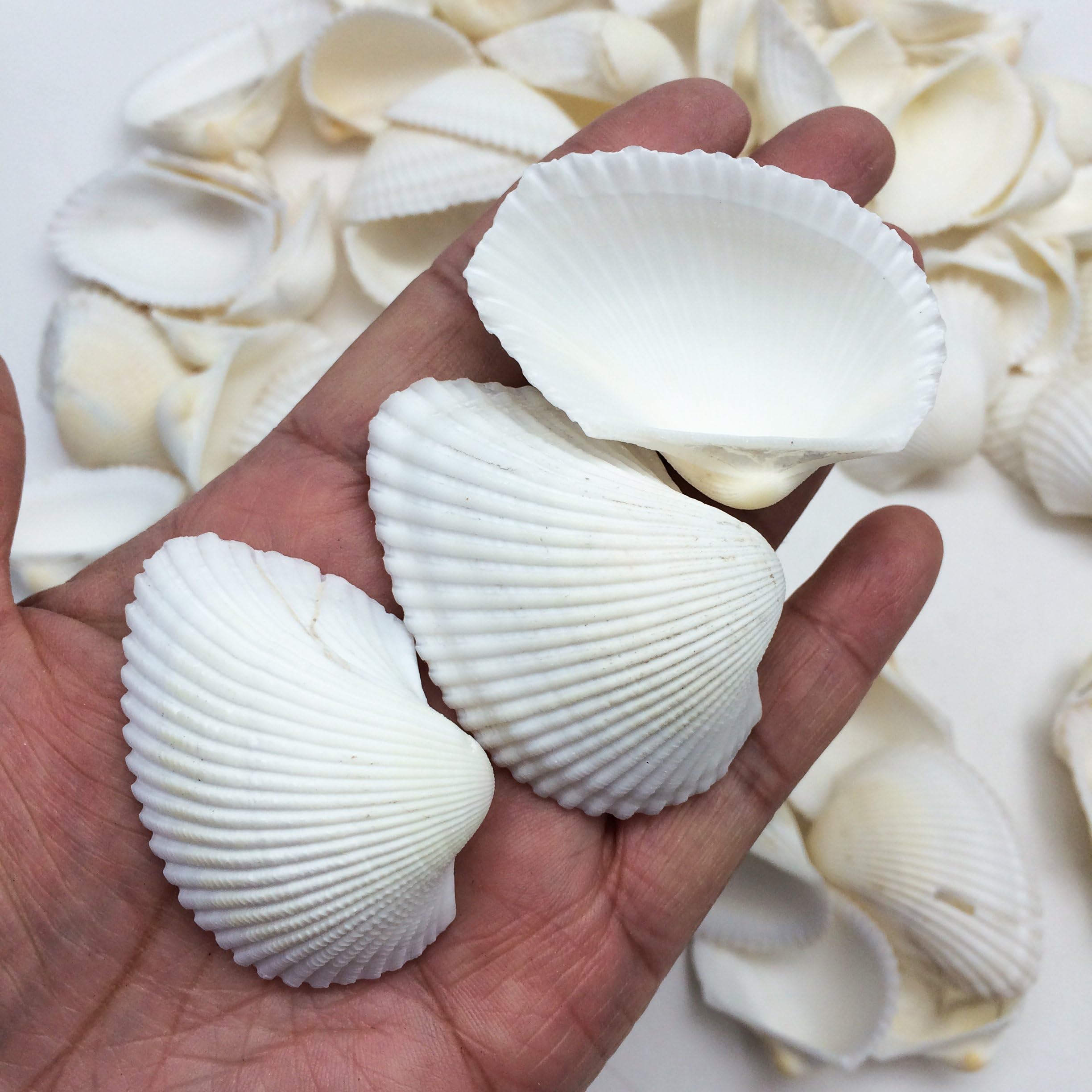 Amazon.com: Worlds White Clam Cay Cay Sea Shells for Home Decorations ...