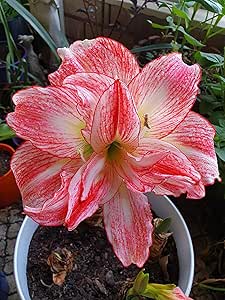 Amazon.com : Amaryllis Razzmatazz Bulb - Easy to Grow Indoor or Outdoor ...