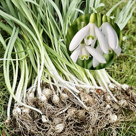 Woodland bulbs® 100 x SINGLE SNOWDROPS BULBS - UK Grown Flowering Size ...
