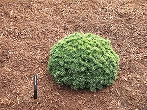 Amazon.com: Teeny Dwarf MUGO Pine - Pinus mugo 'Teeny' forma una ...